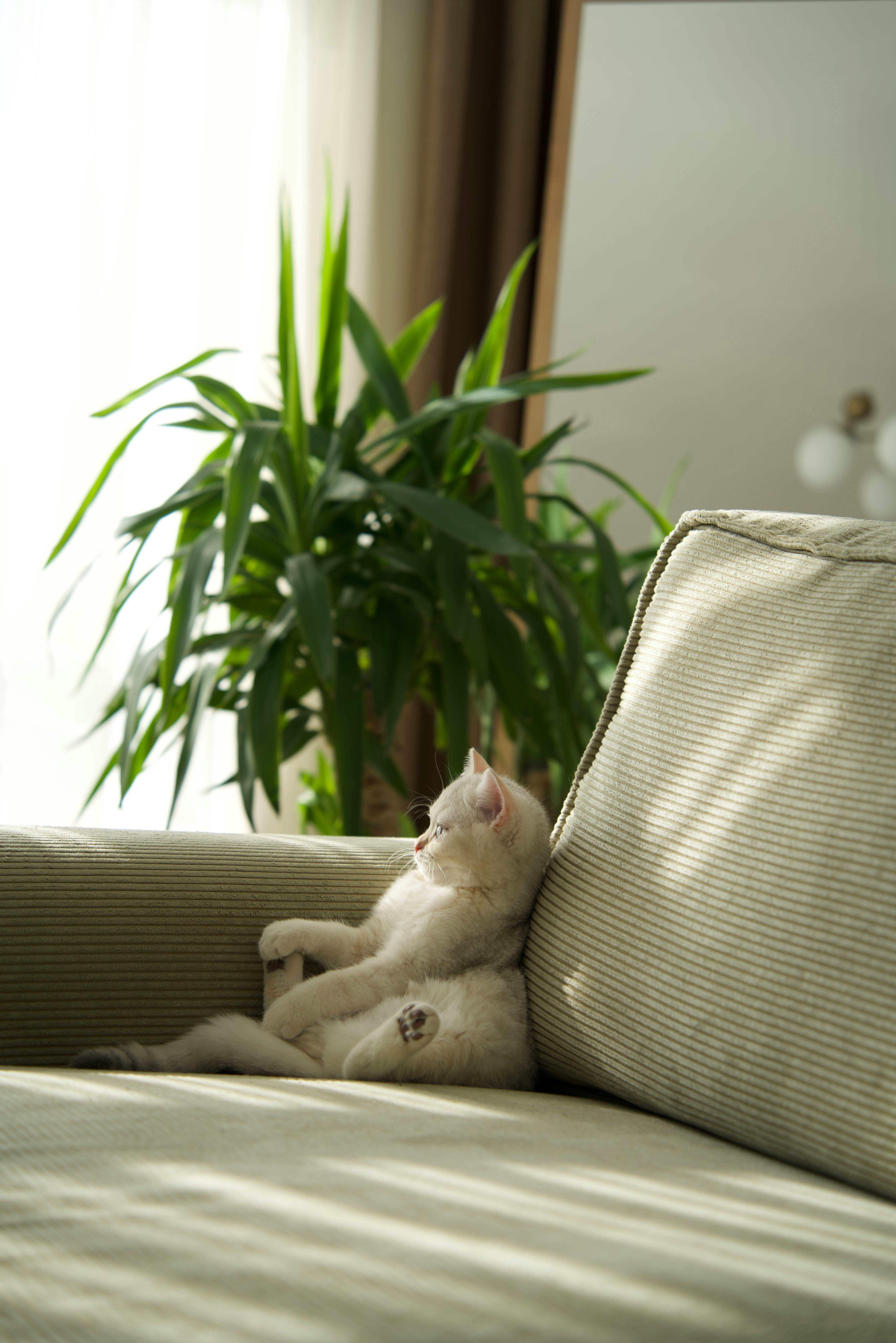 Relaxed Cat Lounging on Sofa at Home · Free Stock Photo