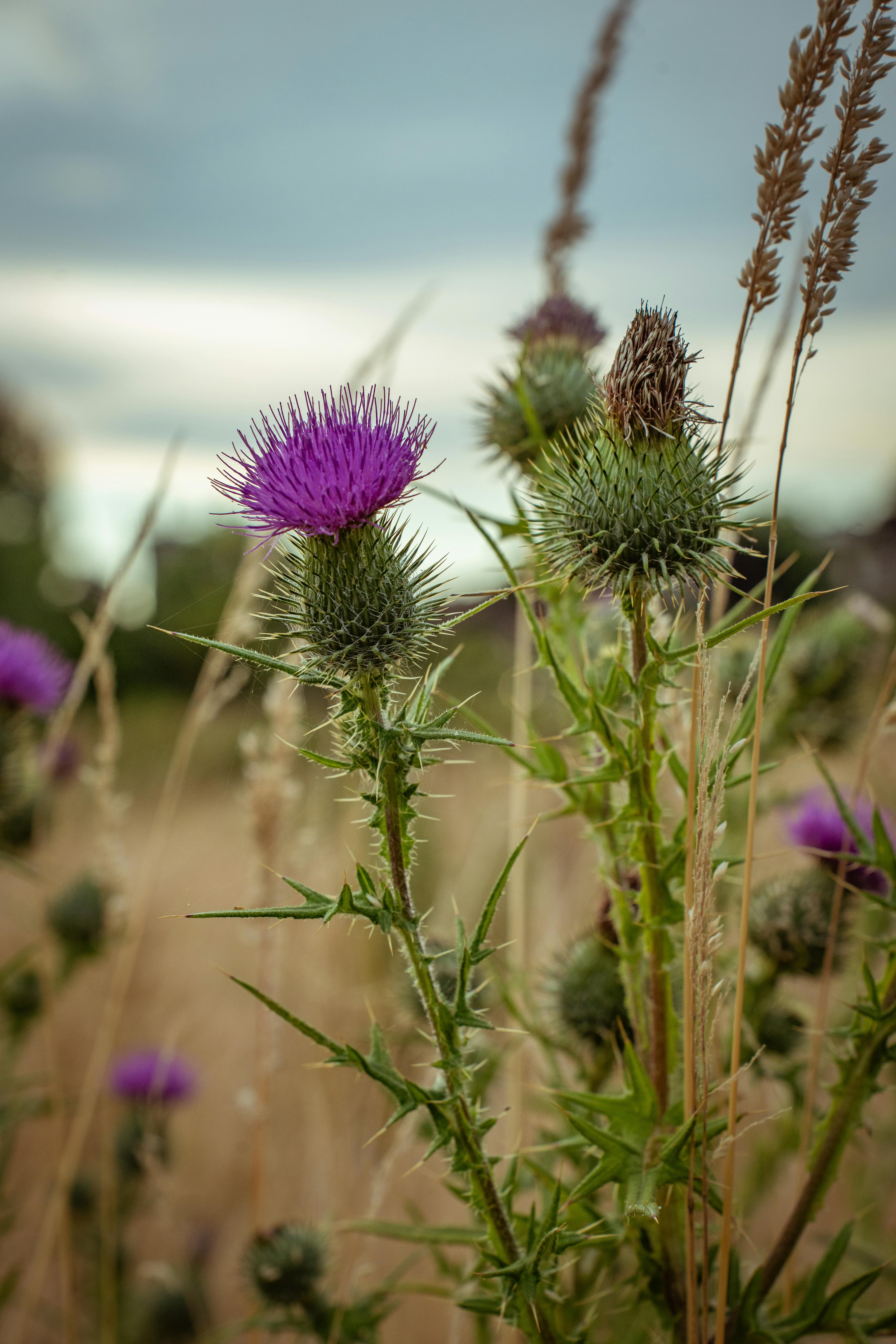 Close-Up of Blooming Thistle Flower in Field · Free Stock Photo
