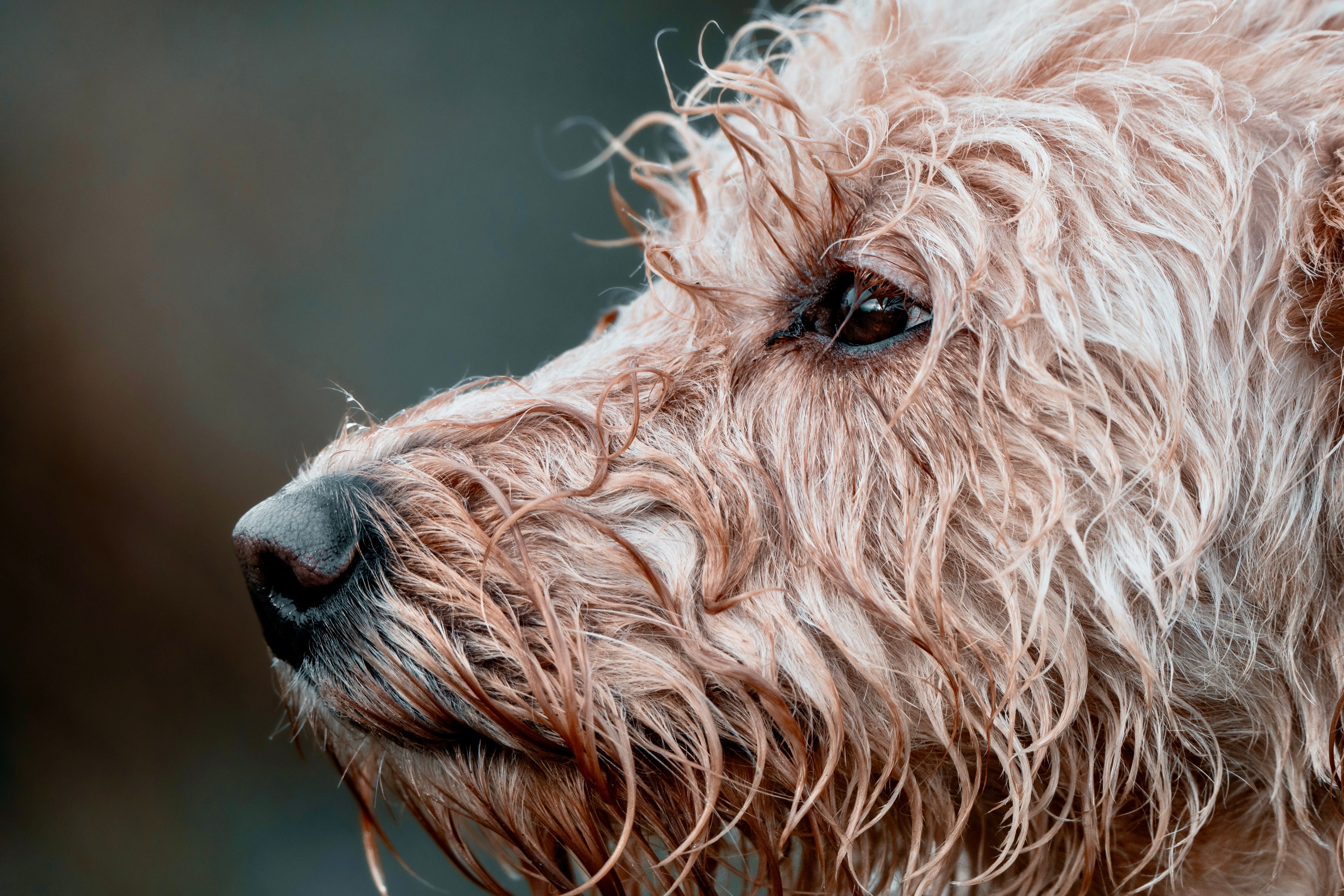 Close-Up Portrait of a Wet Curly-Haired Dog · Free Stock Photo