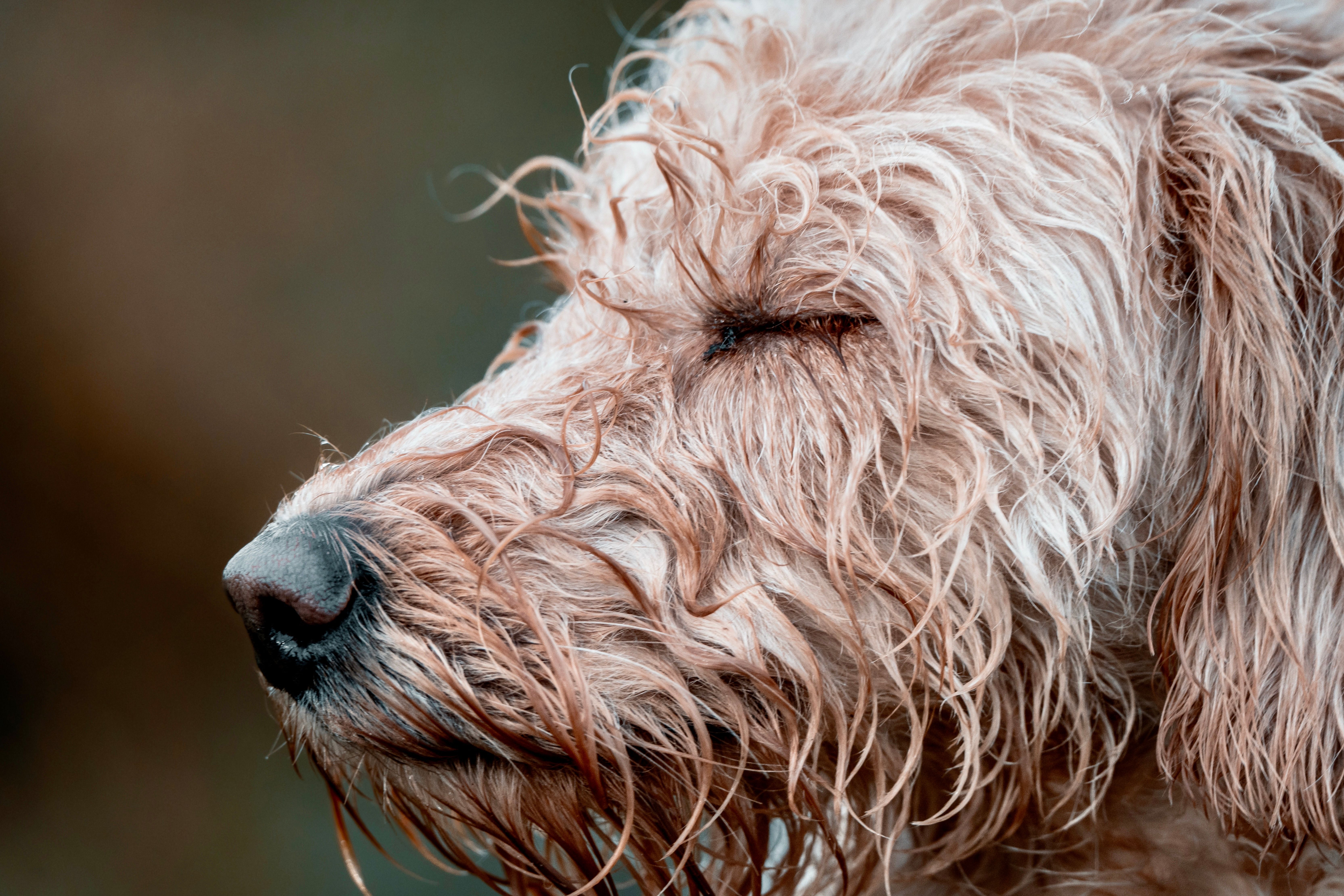 Close-Up of Wet Fluffy Dog Head Profile · Free Stock Photo