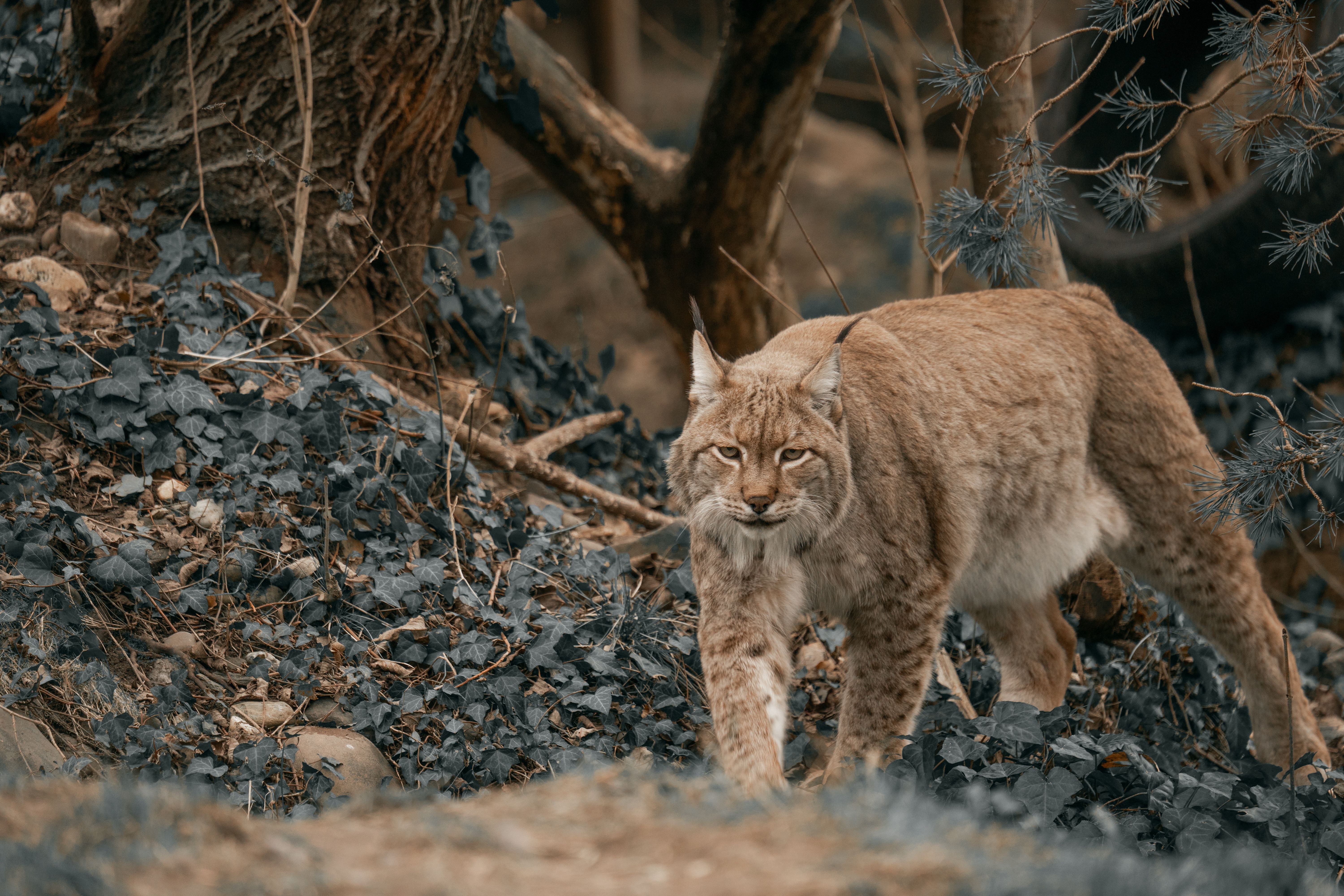 Wild Eurasian Lynx in Forest Habitat · Free Stock Photo