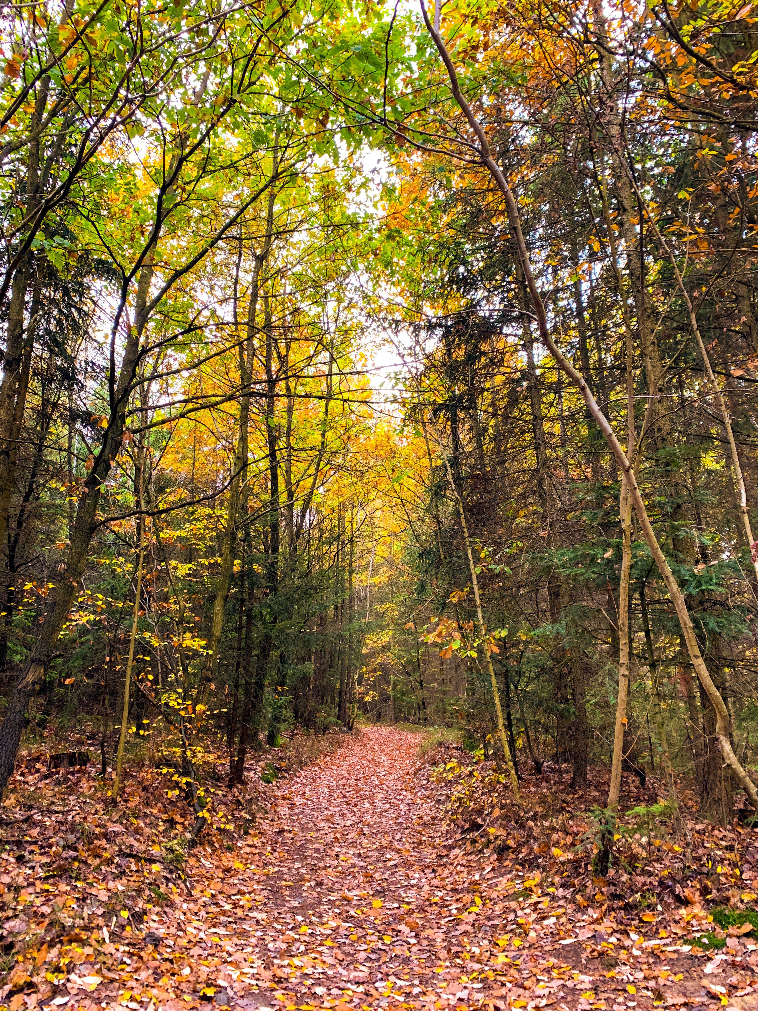 Sentiero Panoramico Autunnale Attraverso La Foresta Frondosa · Immagine ...