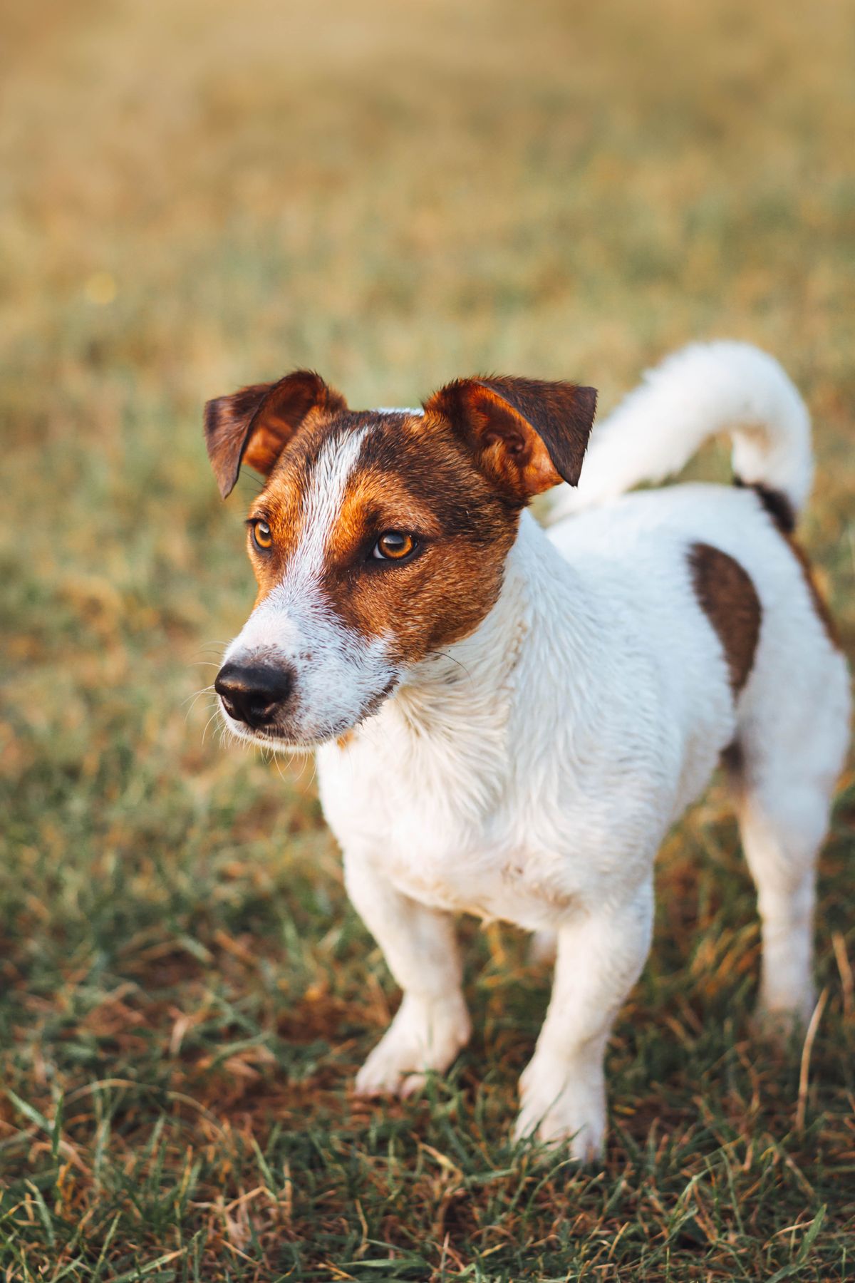 Jack Russell Terrier Photos, Download The BEST Free Jack Russell ...