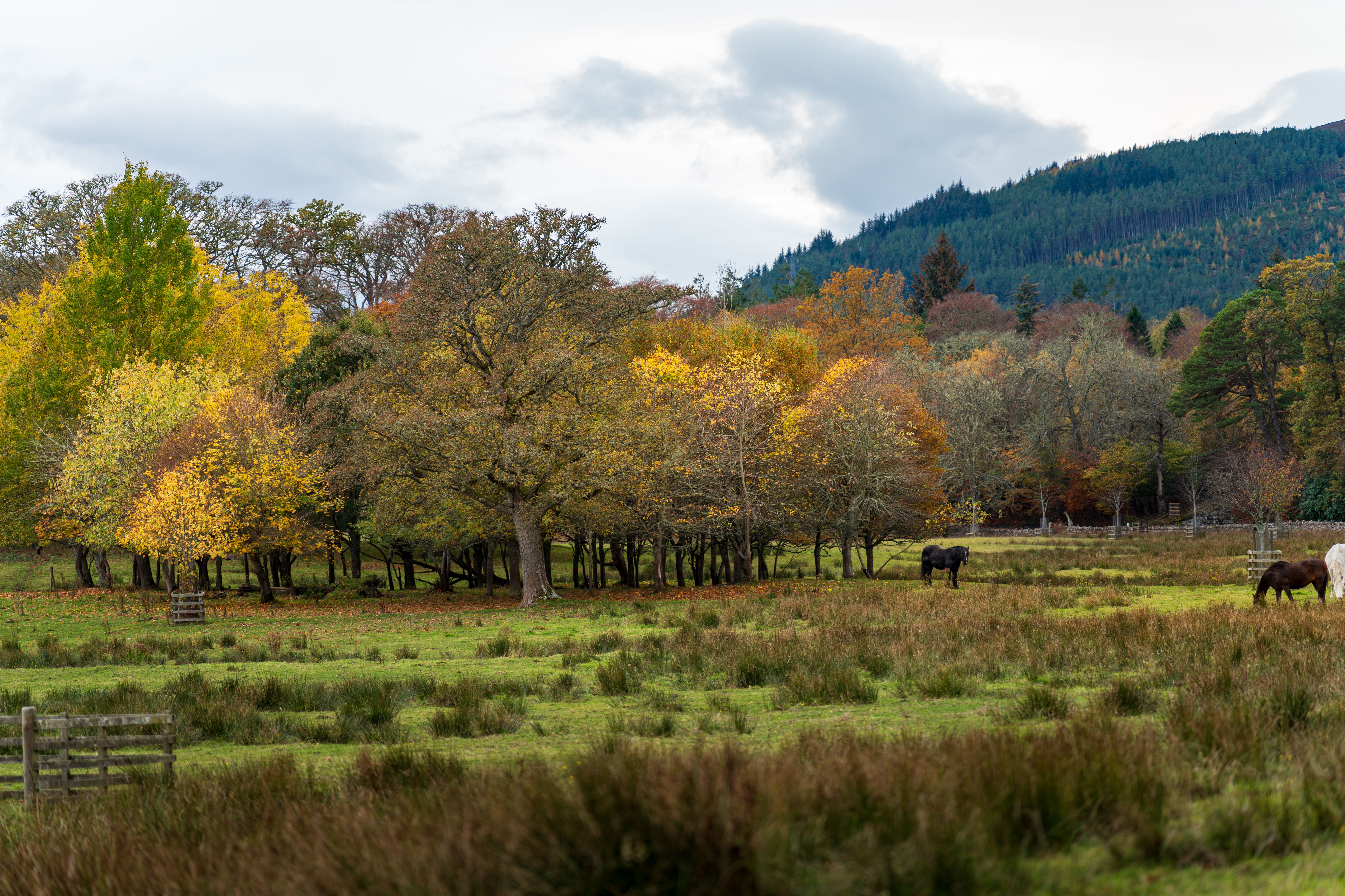 Scenic Autumn Landscape with Horses in Meadow · Free Stock Photo