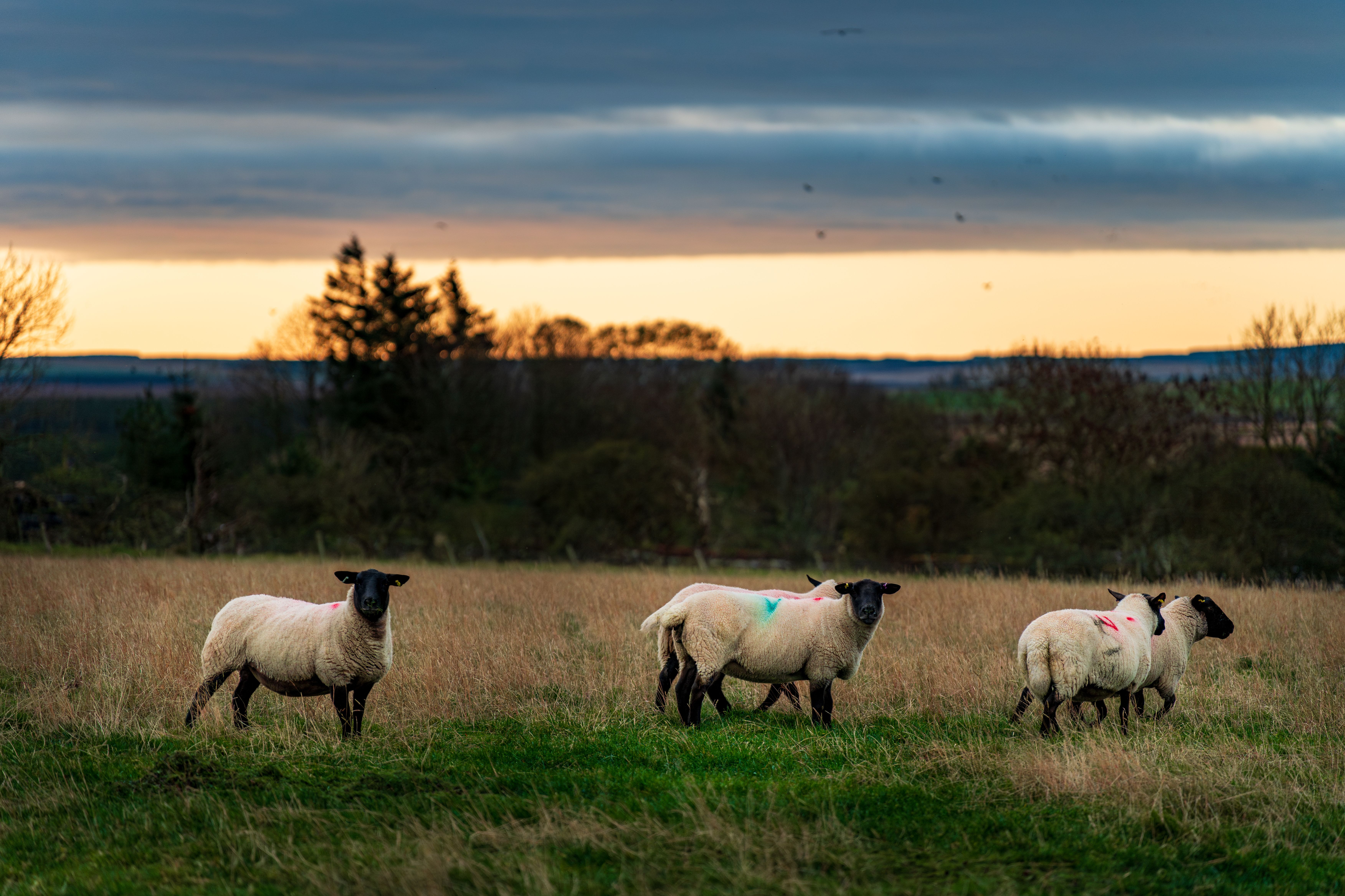 Ovejas Pastando En Un Paisaje Campestre Al Anochecer · Foto de stock ...