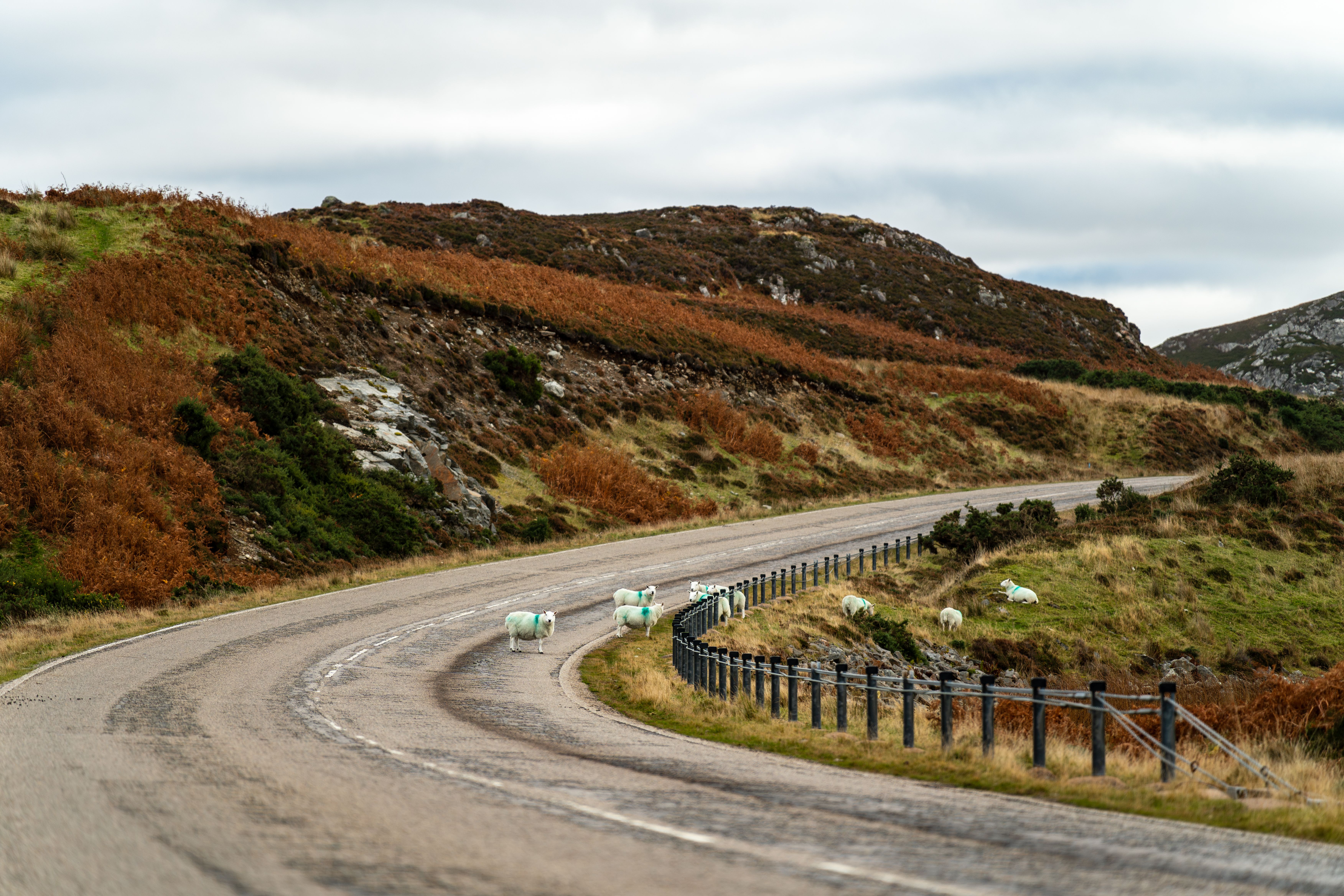 Roadside Animals Photos, Download The BEST Free Roadside Animals Stock ...