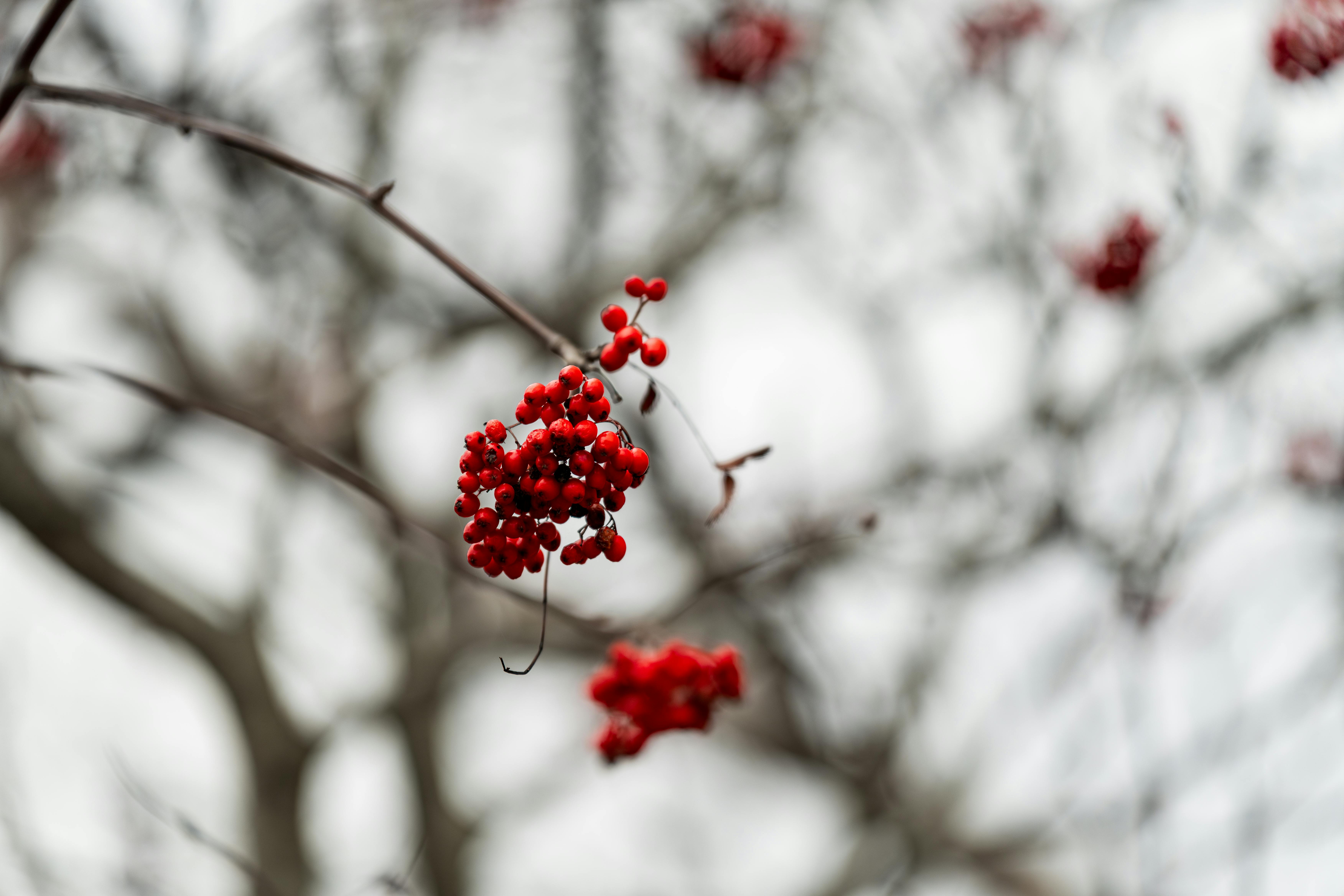 Vibrant Red Berries in Winter Light · Free Stock Photo