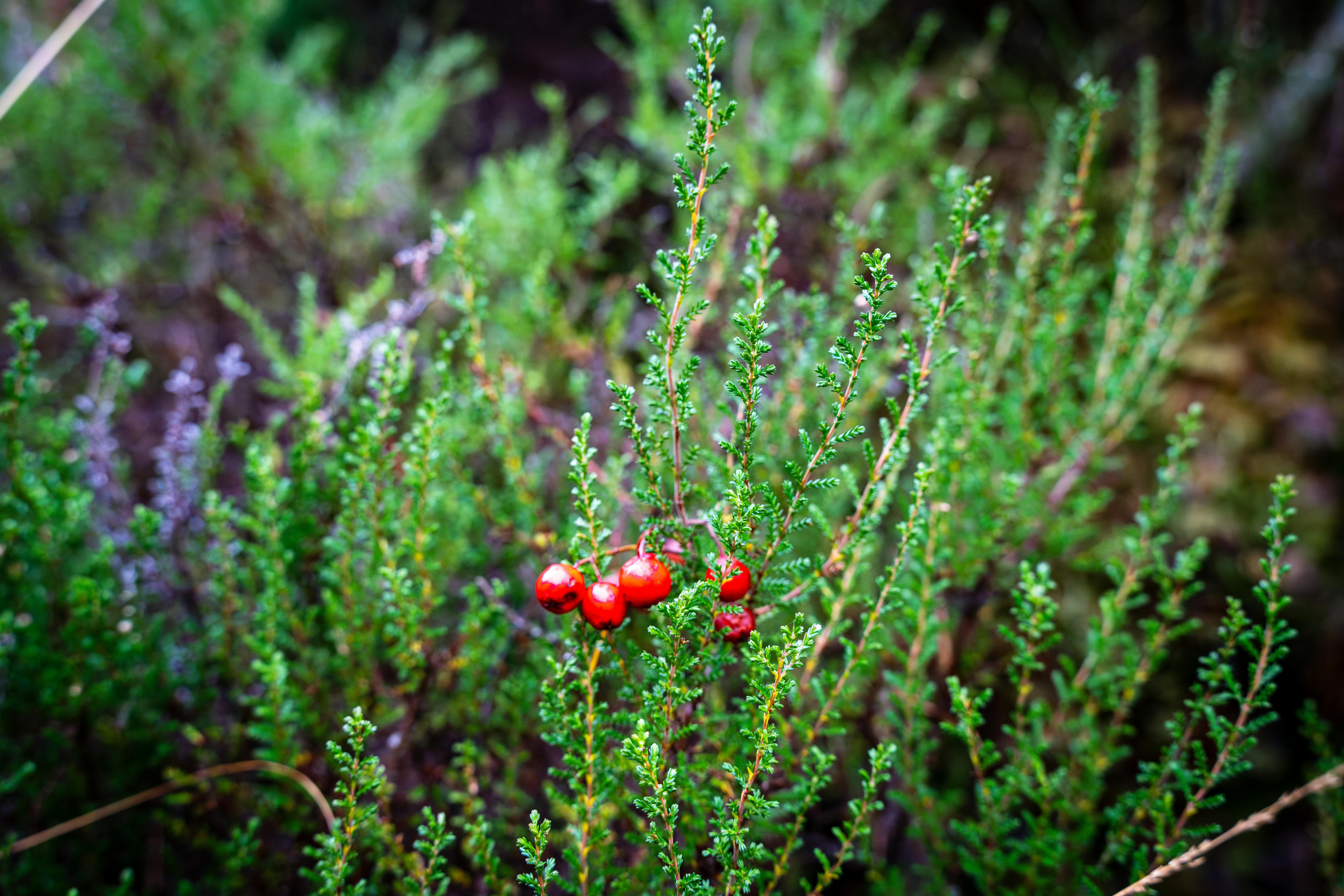 Wild Red Berries Amongst Lush Green Foliage · Free Stock Photo