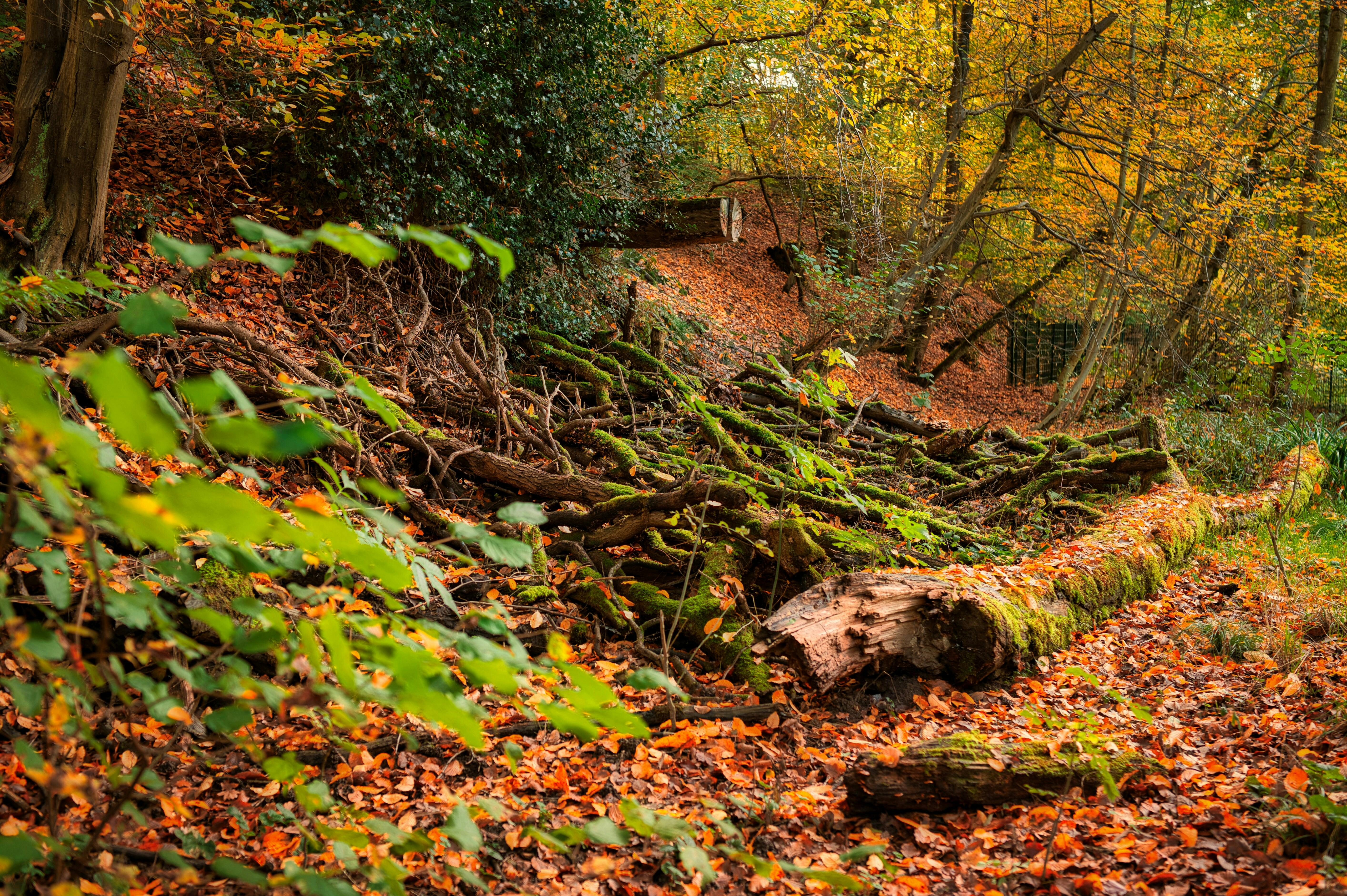 Serene Autumn Forest with Fallen Logs and Moss · Free Stock Photo