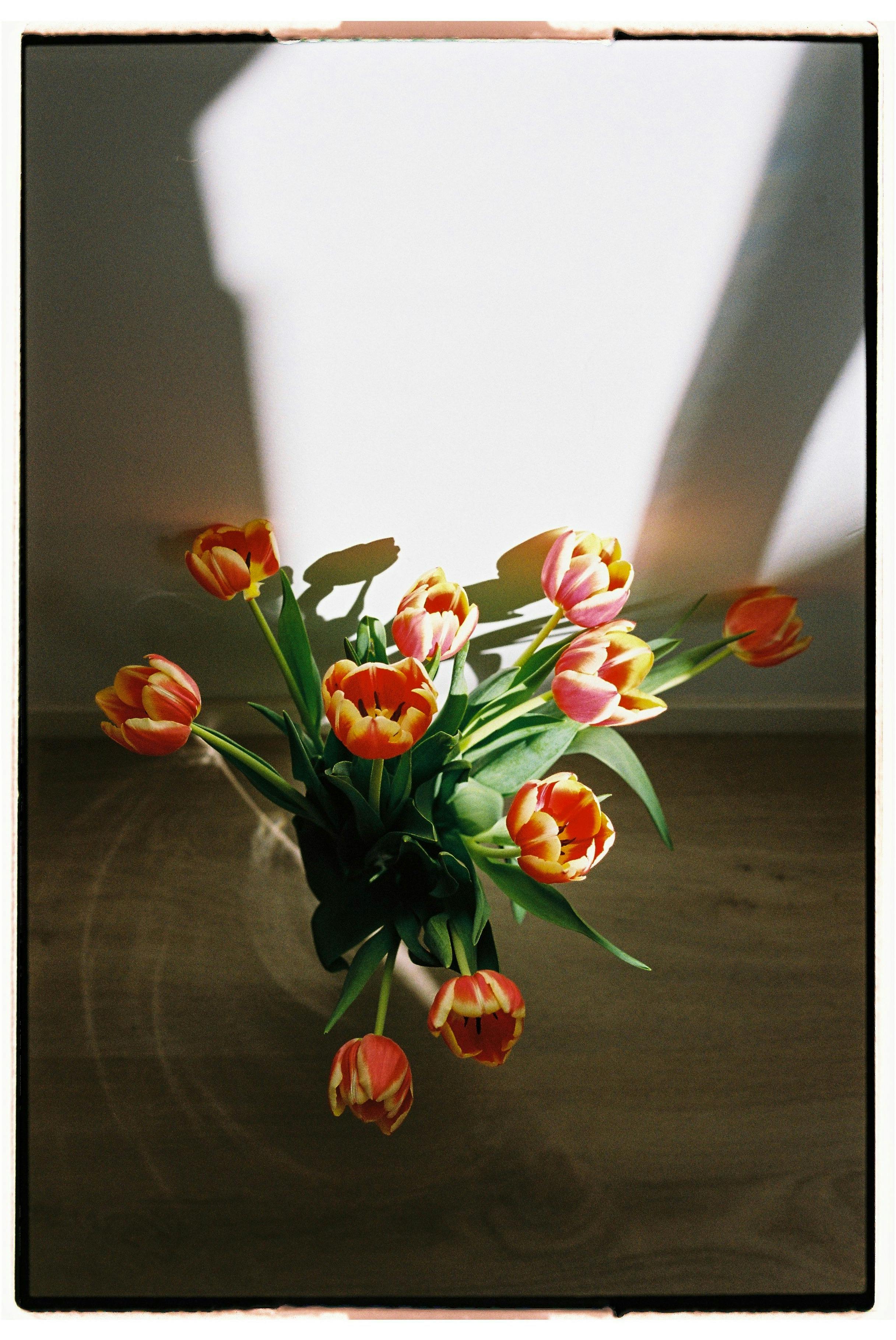 Bright Tulip Bouquet in Natural Light · Free Stock Photo