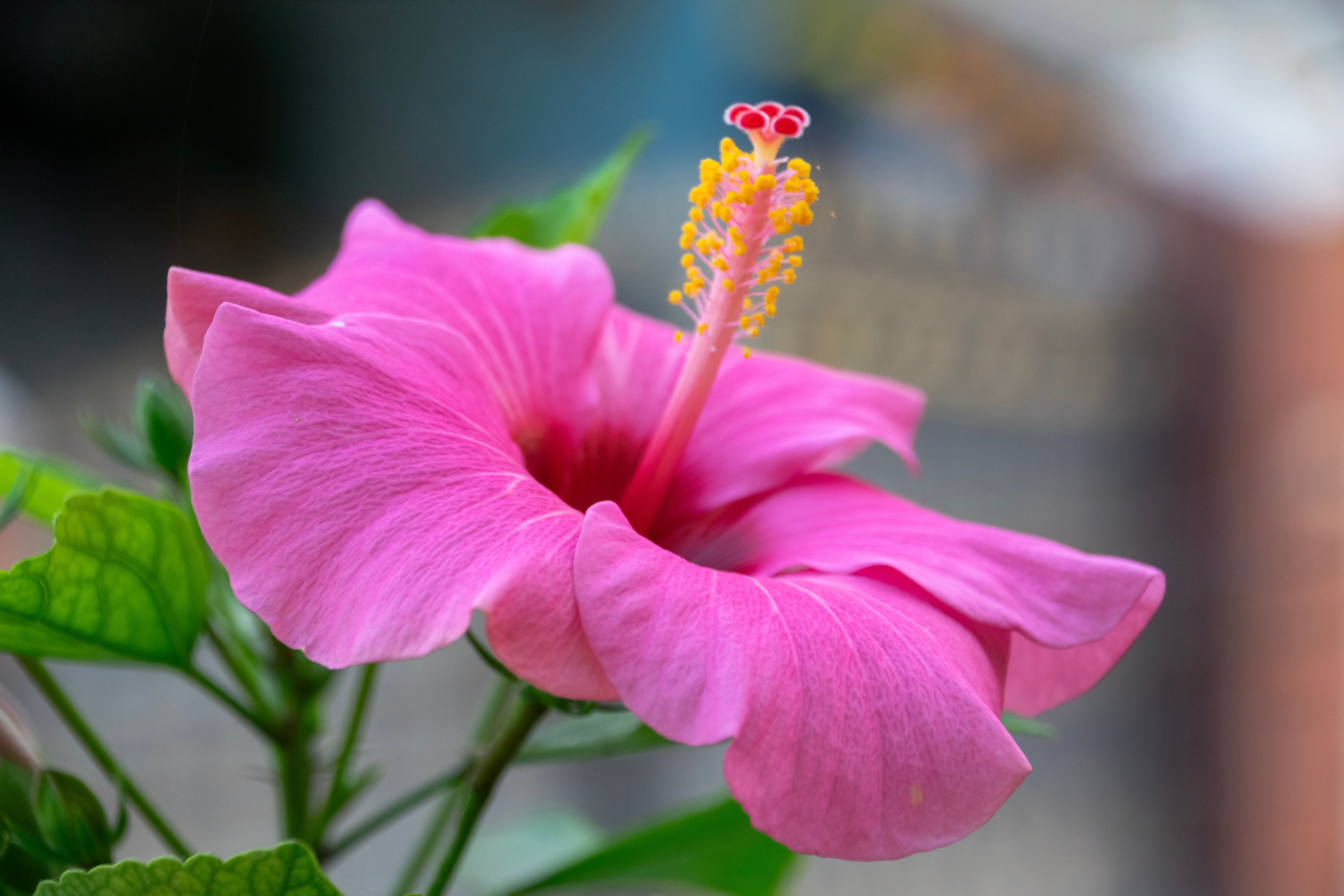 Close-Up Shot of a Hibiscus Flower · Free Stock Photo