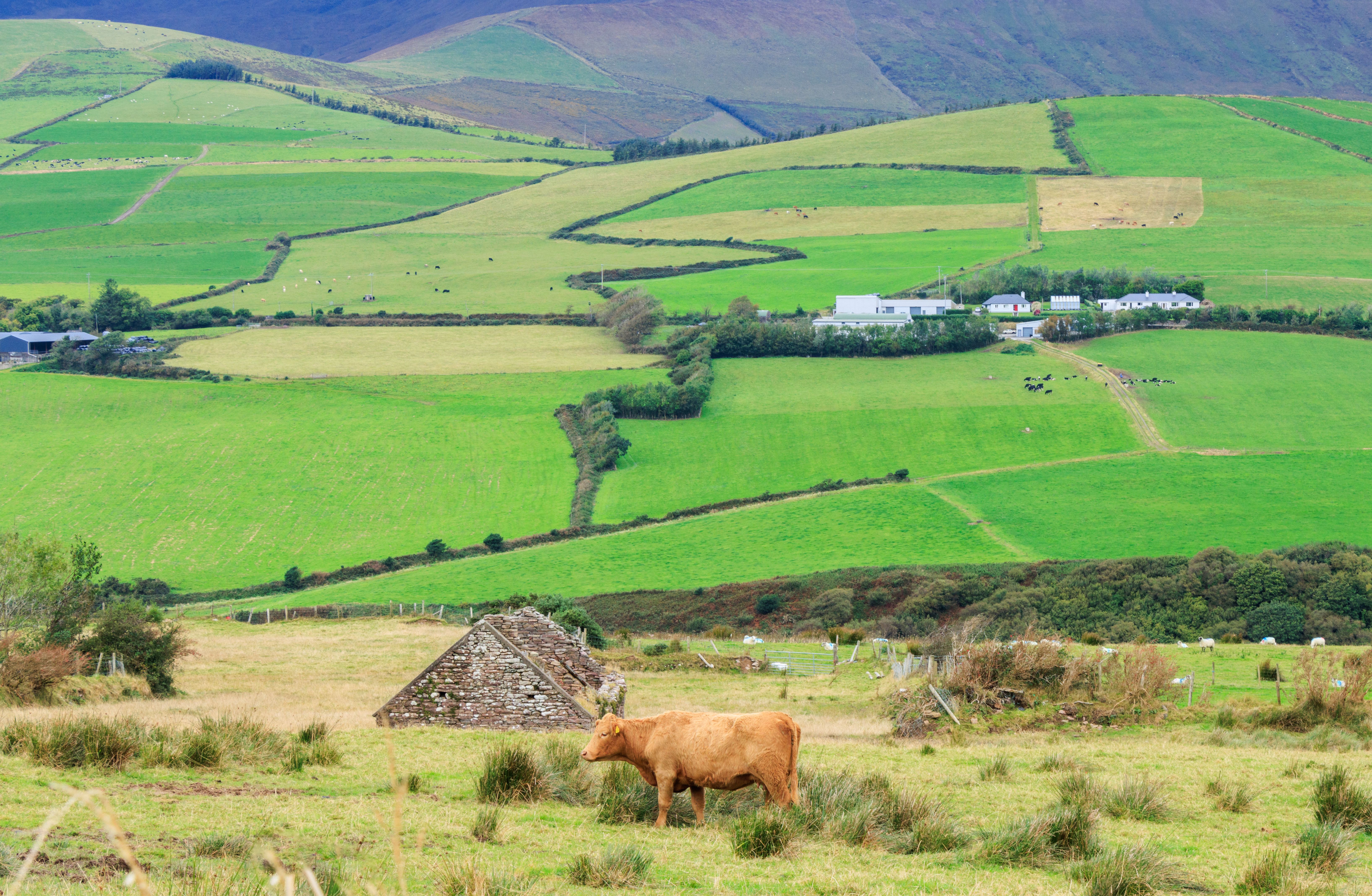 Scenic Green Pastures in County Kerry, Ireland · Free Stock Photo