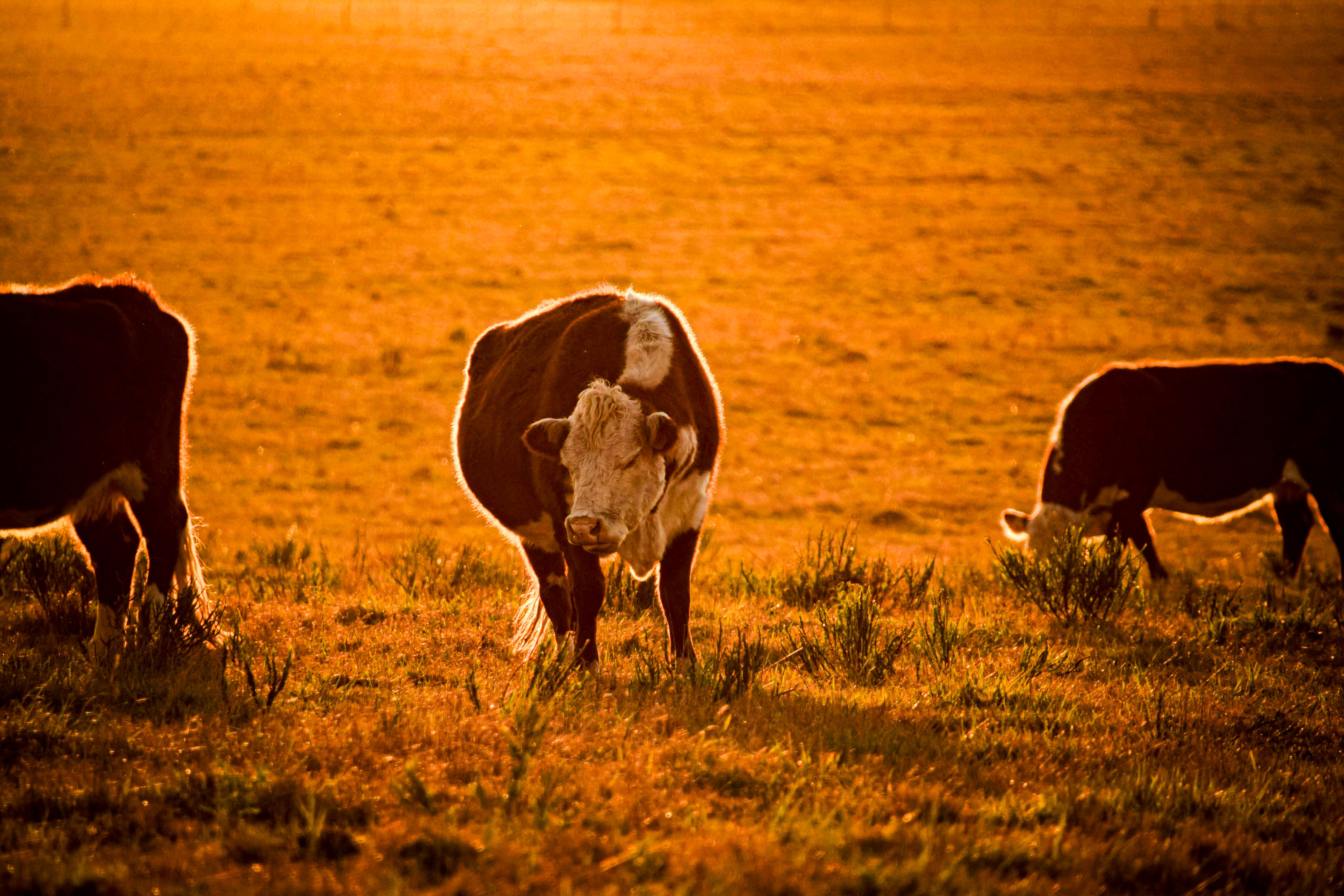 Hereford Cattle Grazing at Sunset in Summer · Free Stock Photo