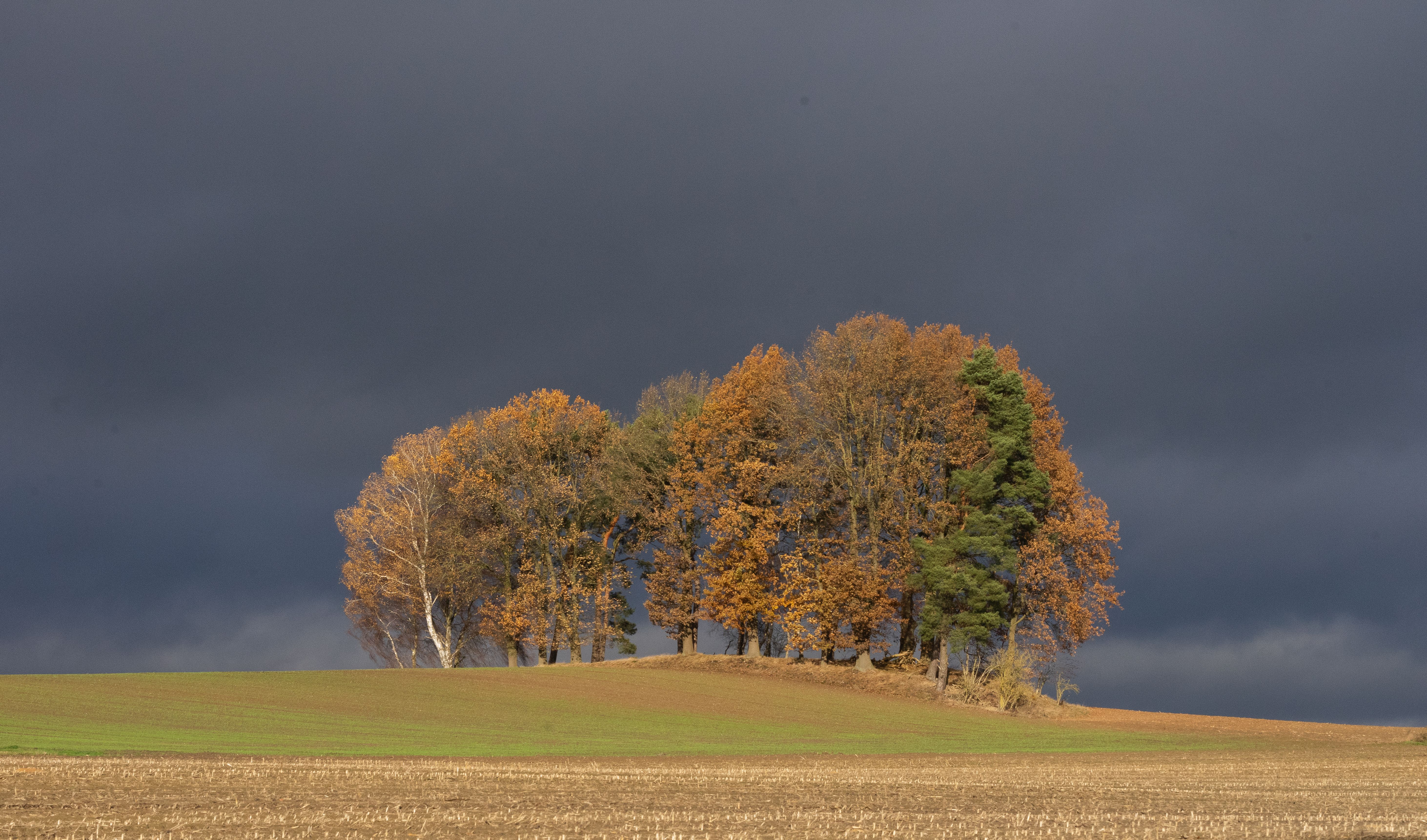 Dramatic Autumn Trees Under Dark Skies · Free Stock Photo
