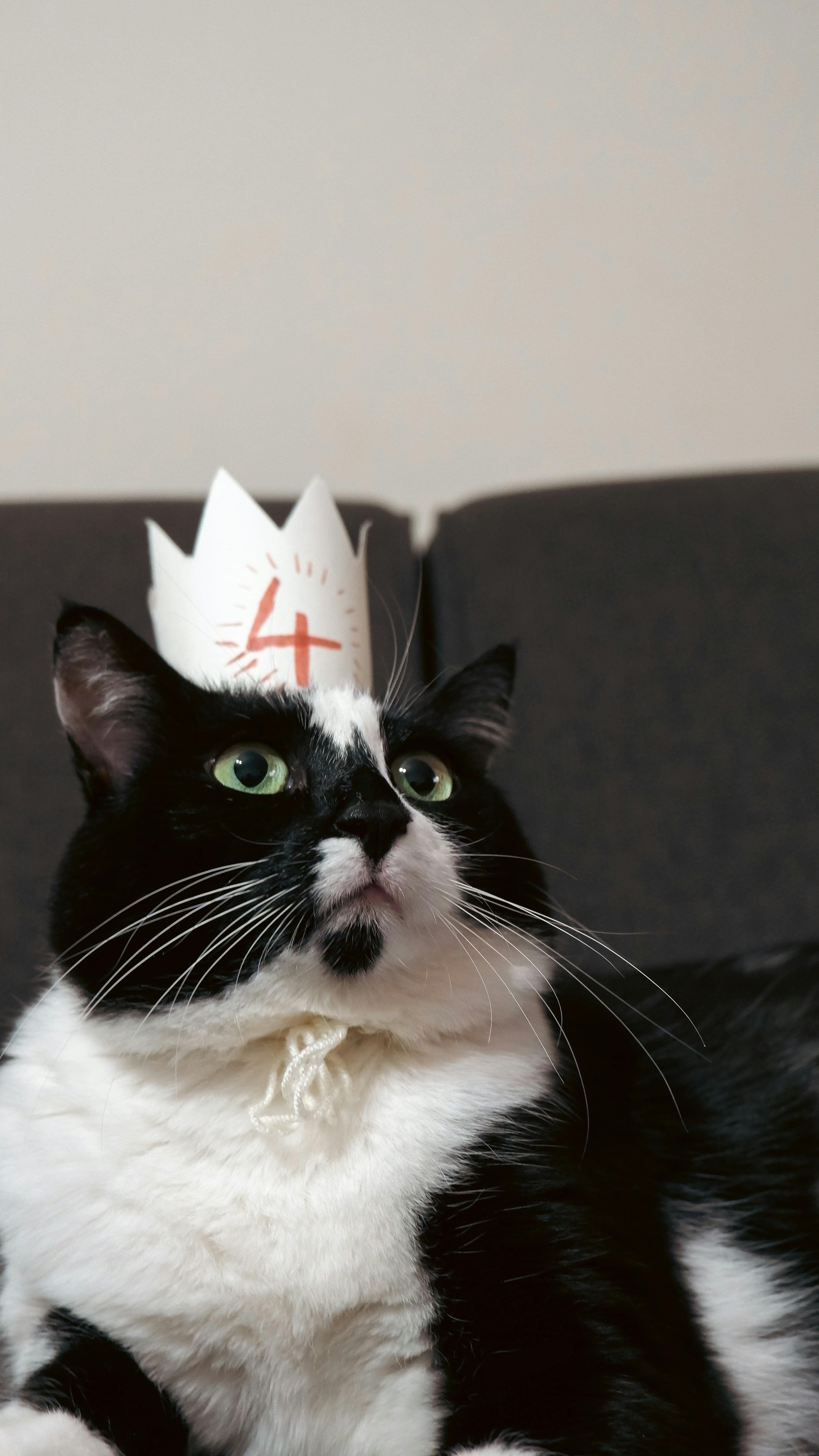 Number Vier Photos, Download The BEST Free Number Vier Stock Photos ...