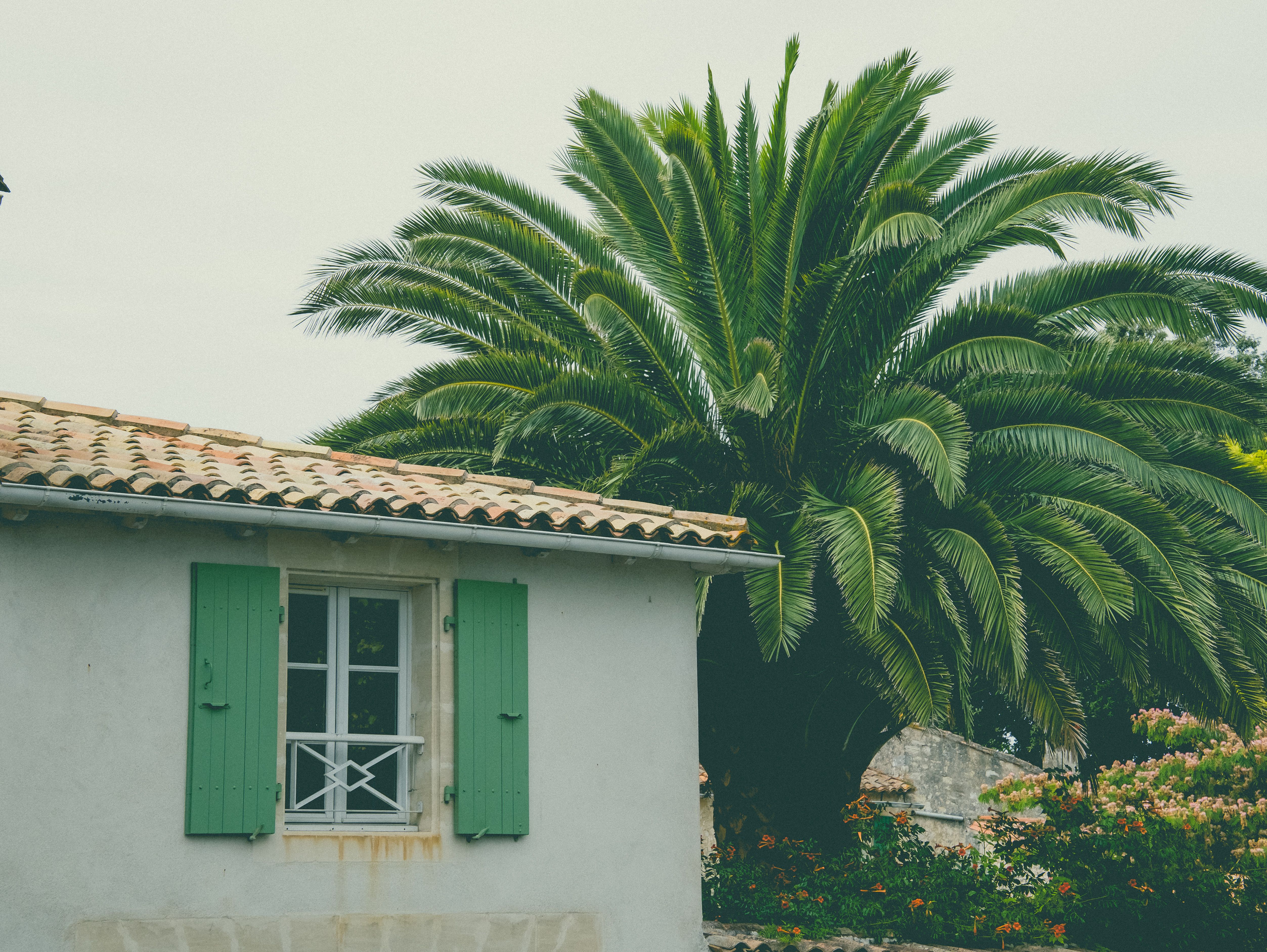 Charming Tropical Cottage with Palm Tree · Free Stock Photo