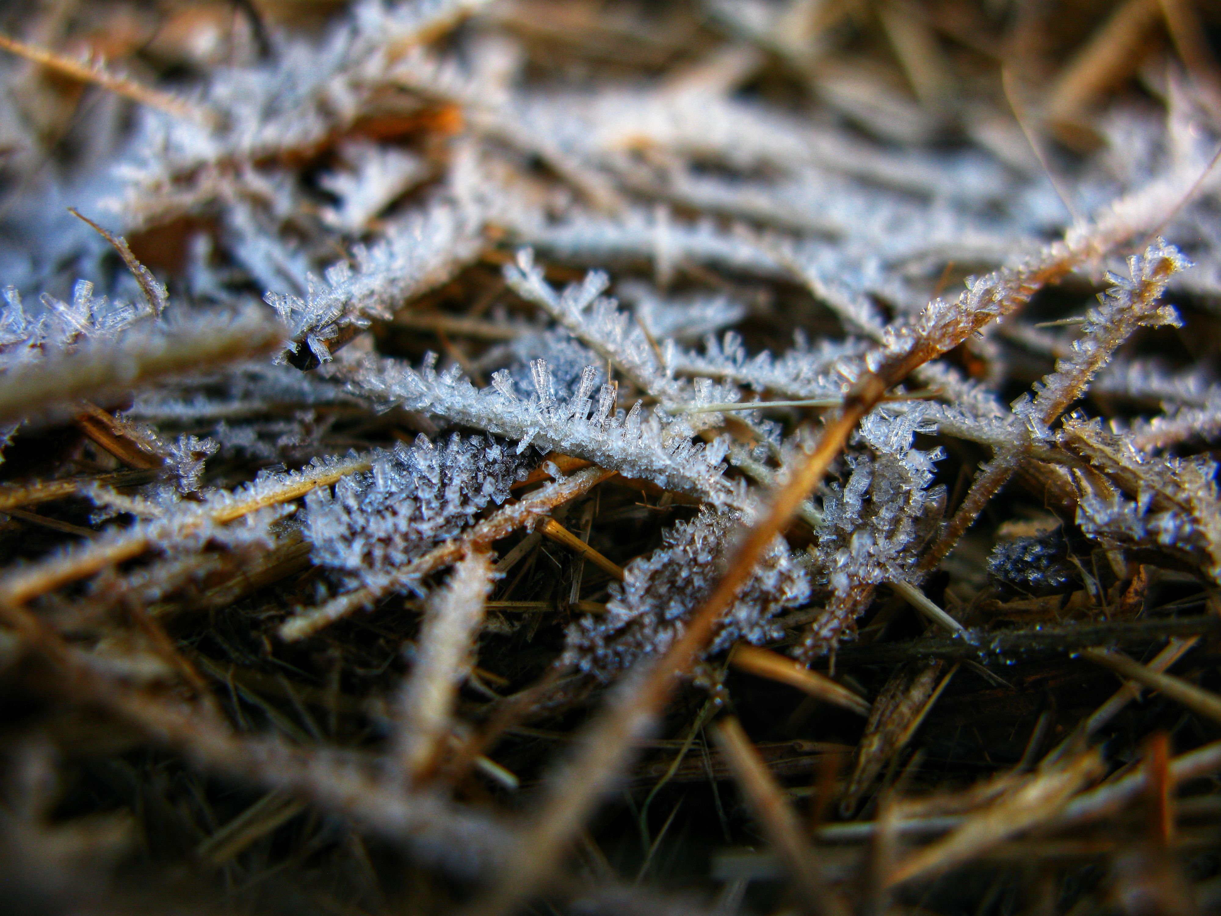 Close-up of Frost on Dry Grass in Winter · Free Stock Photo