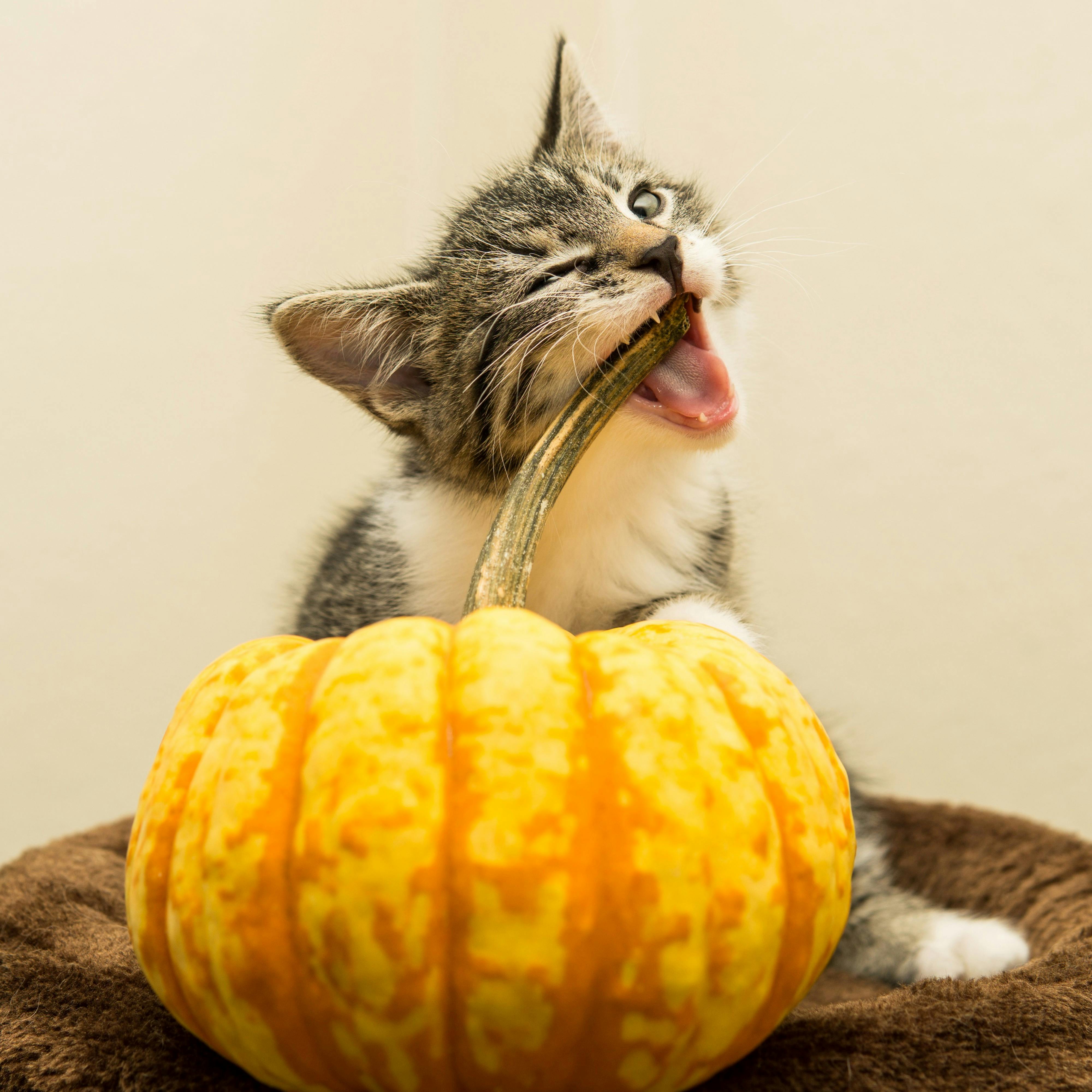 Adorable Kitten with Pumpkin for Halloween · Free Stock Photo