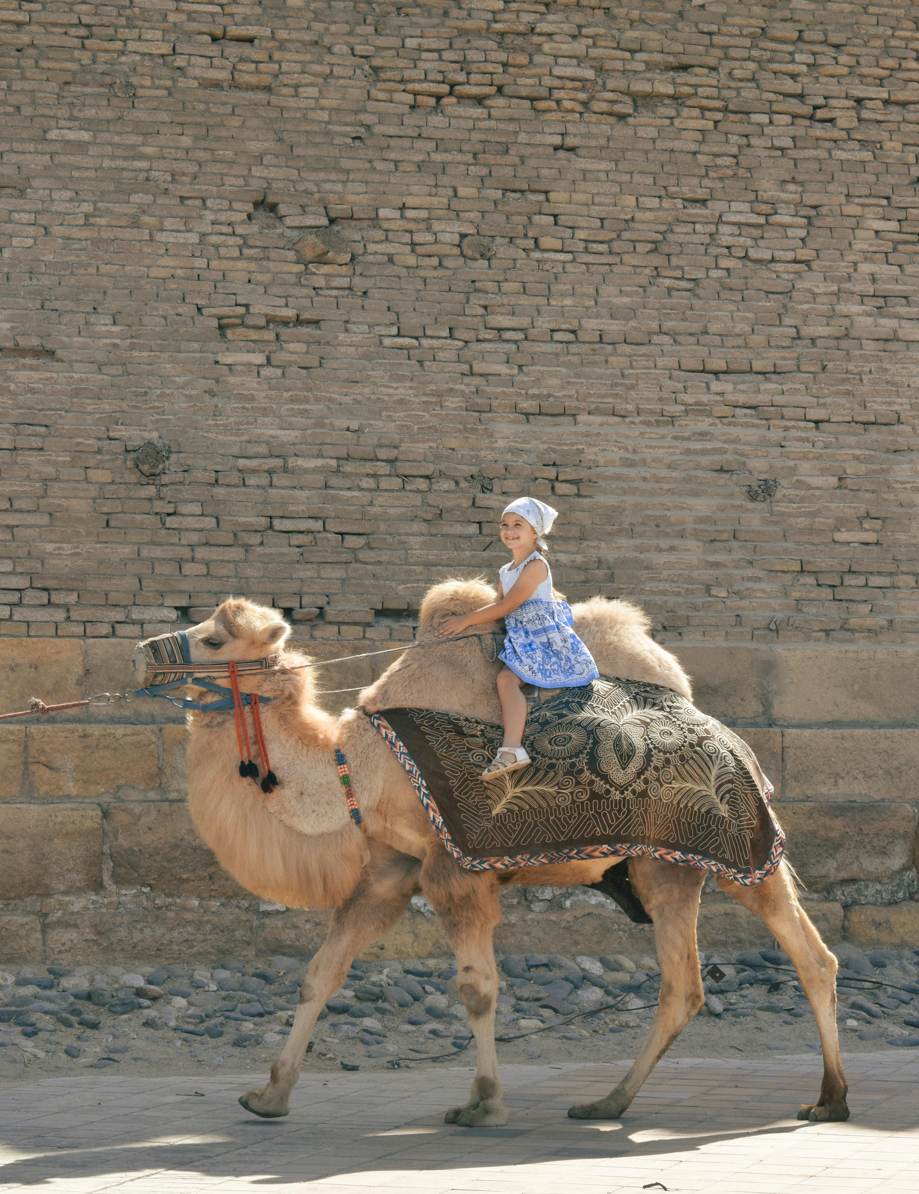 Child Riding Camel in Bukhara, Uzbekistan · Free Stock Photo