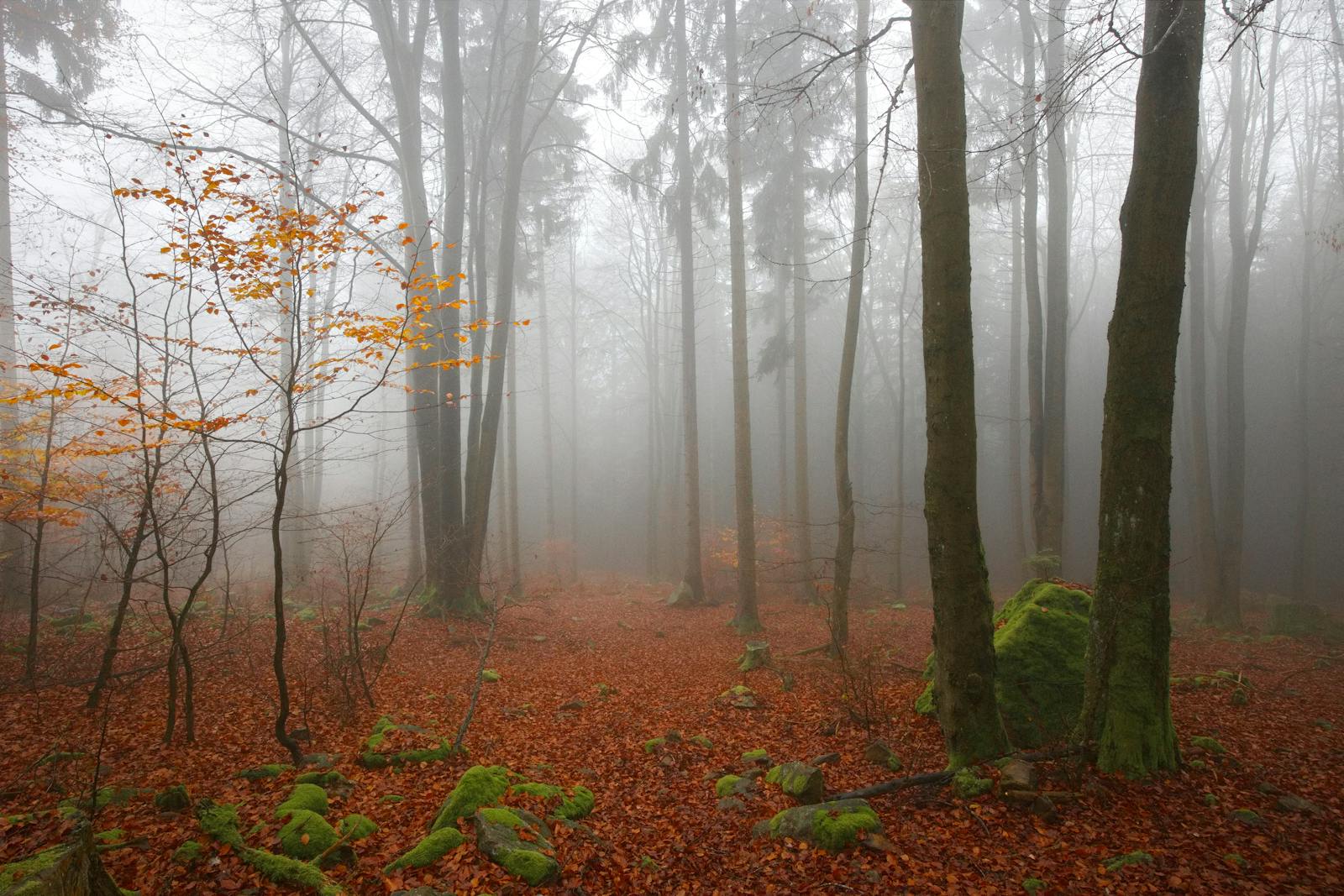 Fog Forest Photos, Download The BEST Free Fog Forest Stock Photos & HD ...
