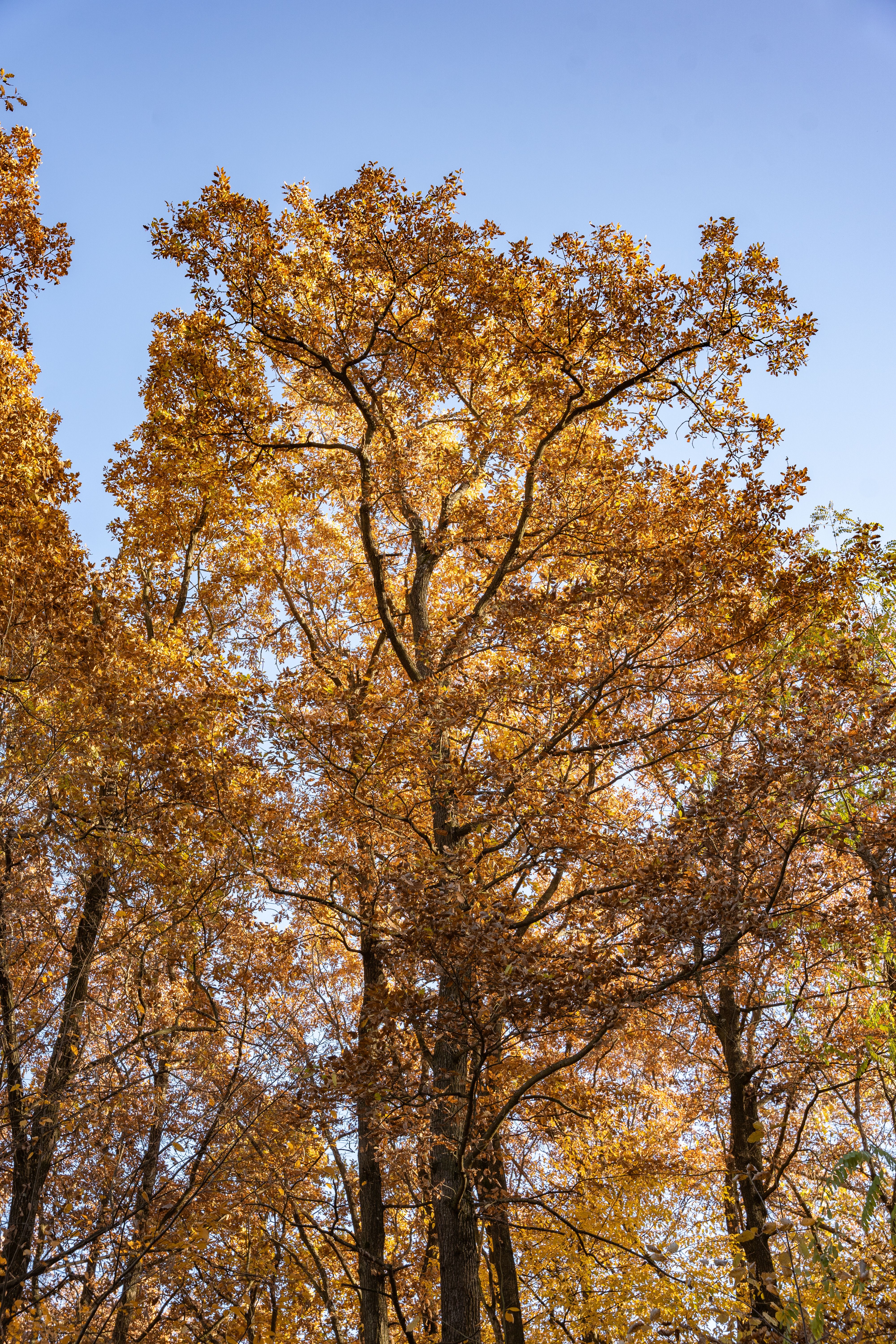 Golden Autumn Foliage of Tall Trees Against Blue Sky · Free Stock Photo