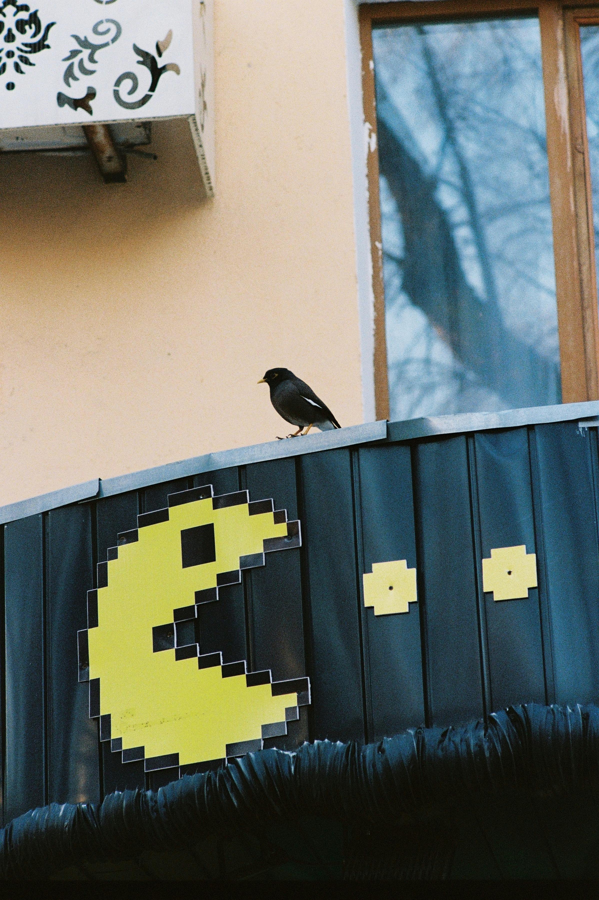 Pac-Man Themed Sign with Bird in Almaty · Free Stock Photo