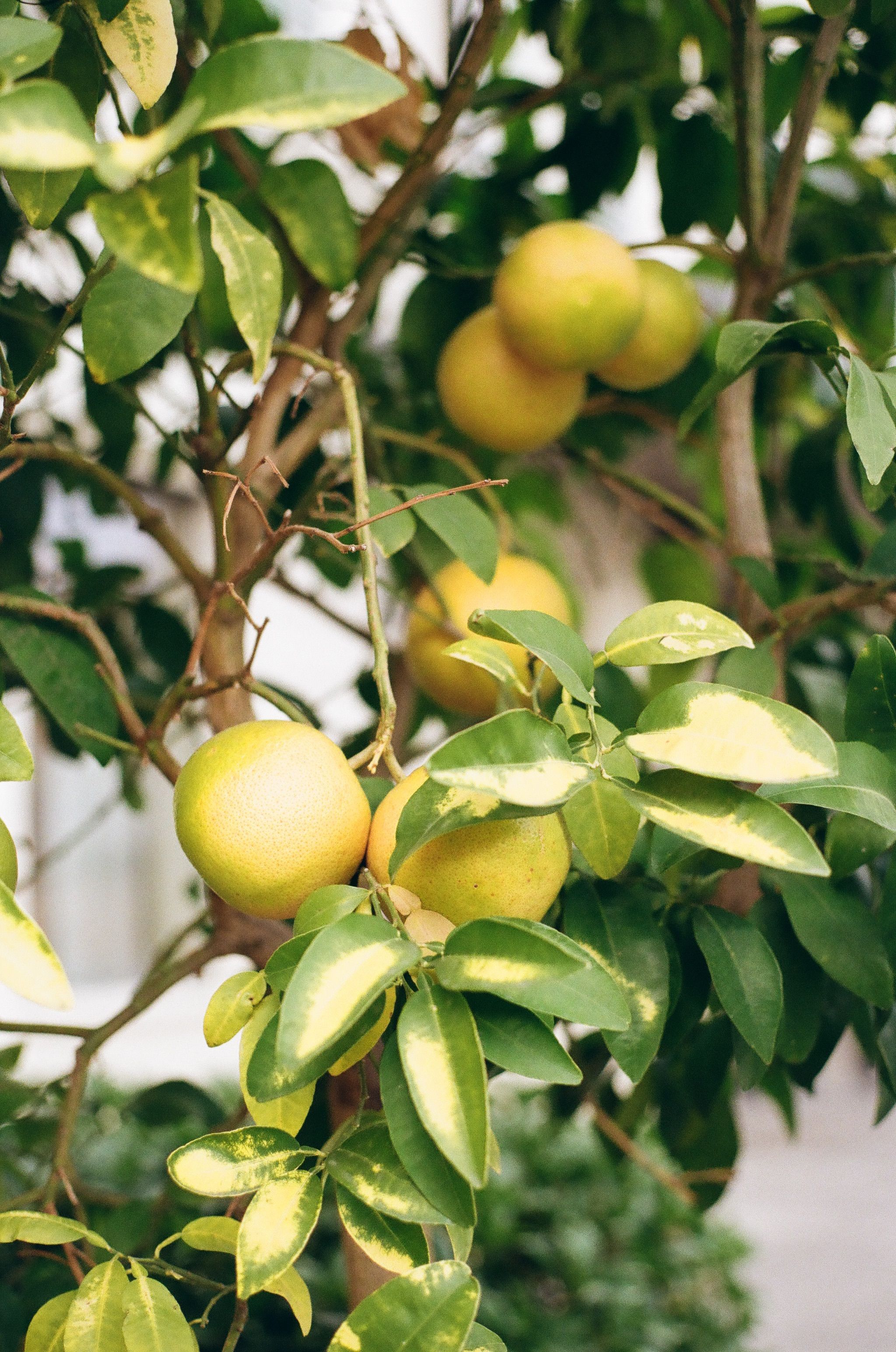 Lush Orange Tree with Ripe Fruits in Sunlight · Free Stock Photo