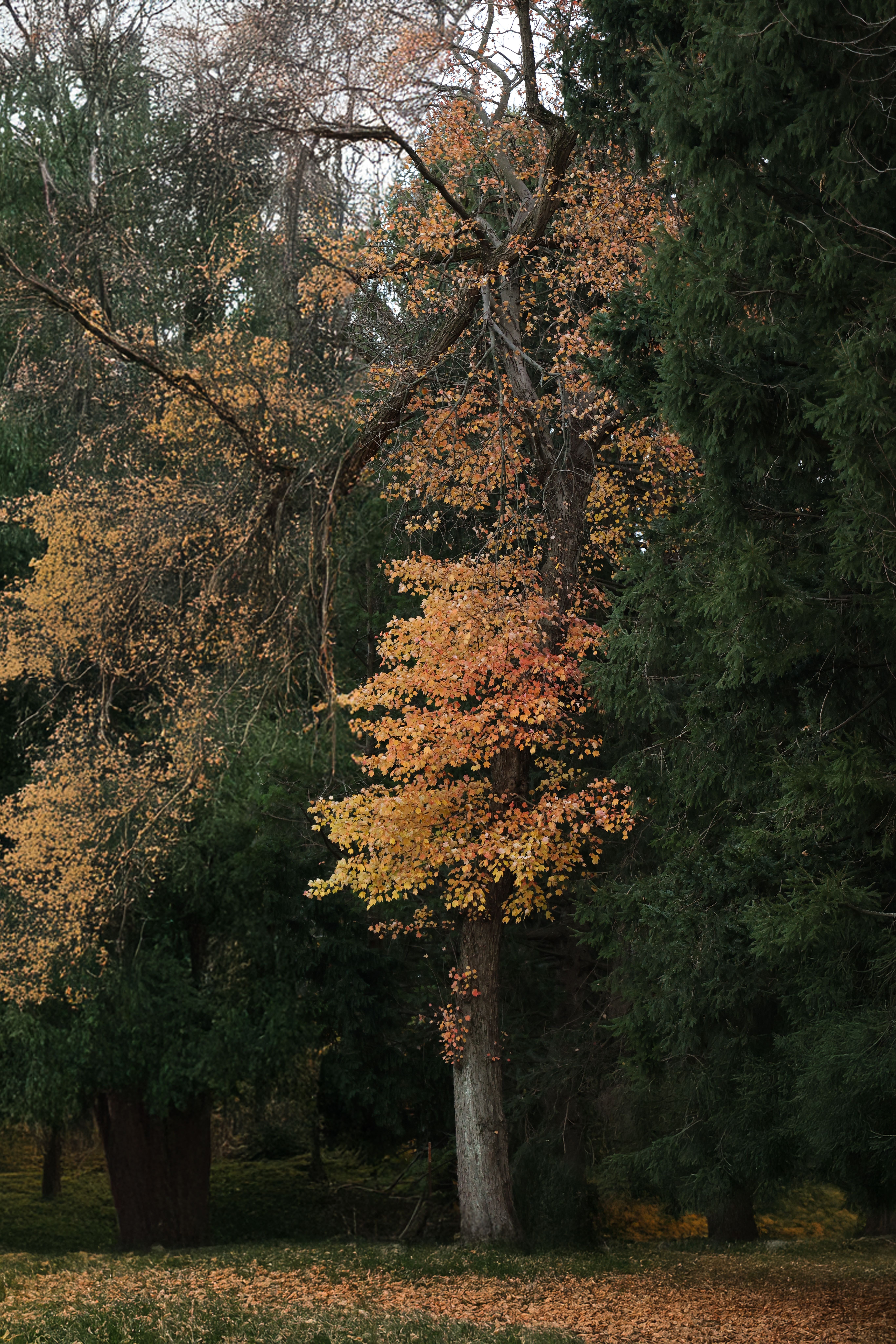 Serene Autumn Foliage in Connecticut Park · Free Stock Photo