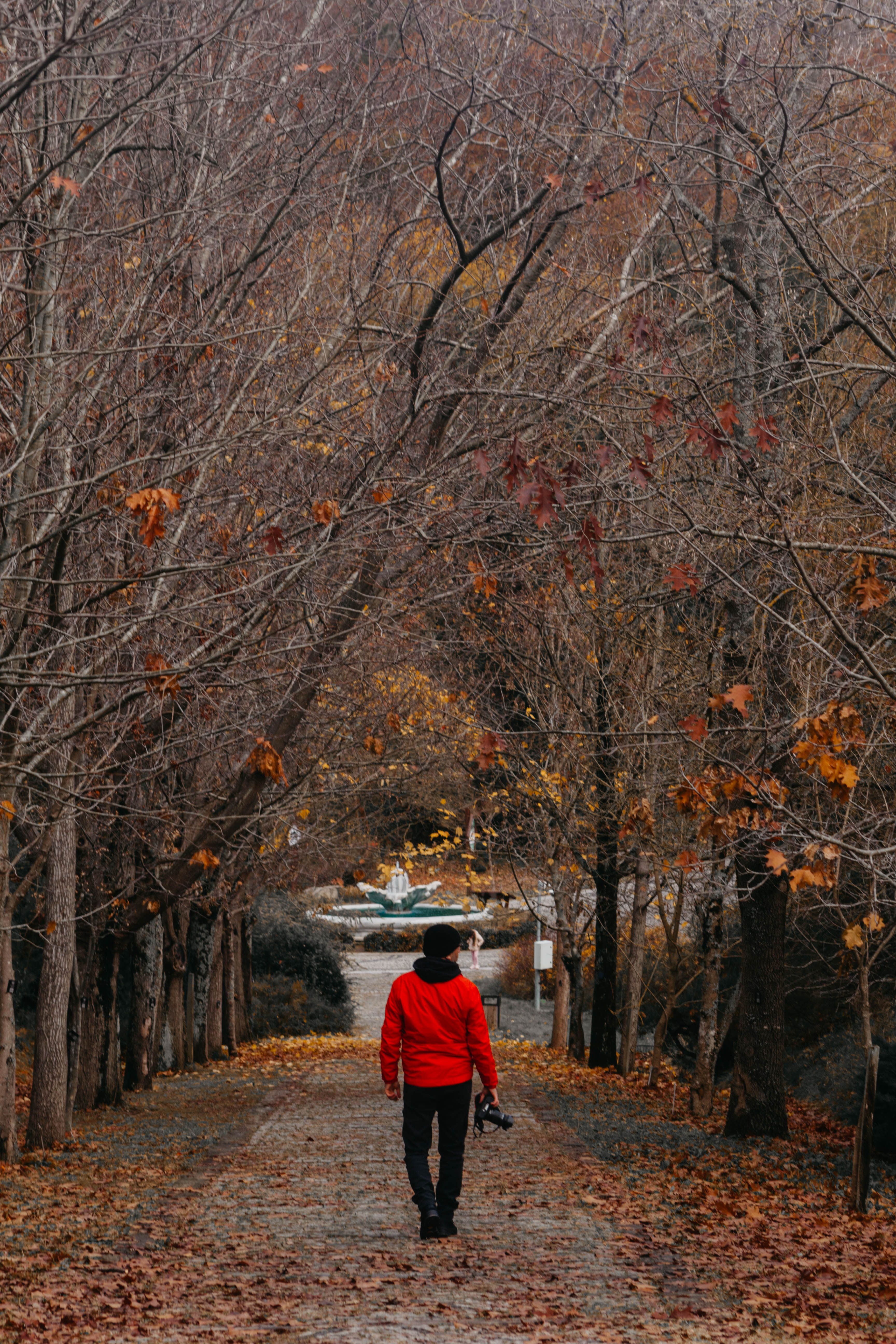 Autumn Walkway in İstanbul Park · Free Stock Photo