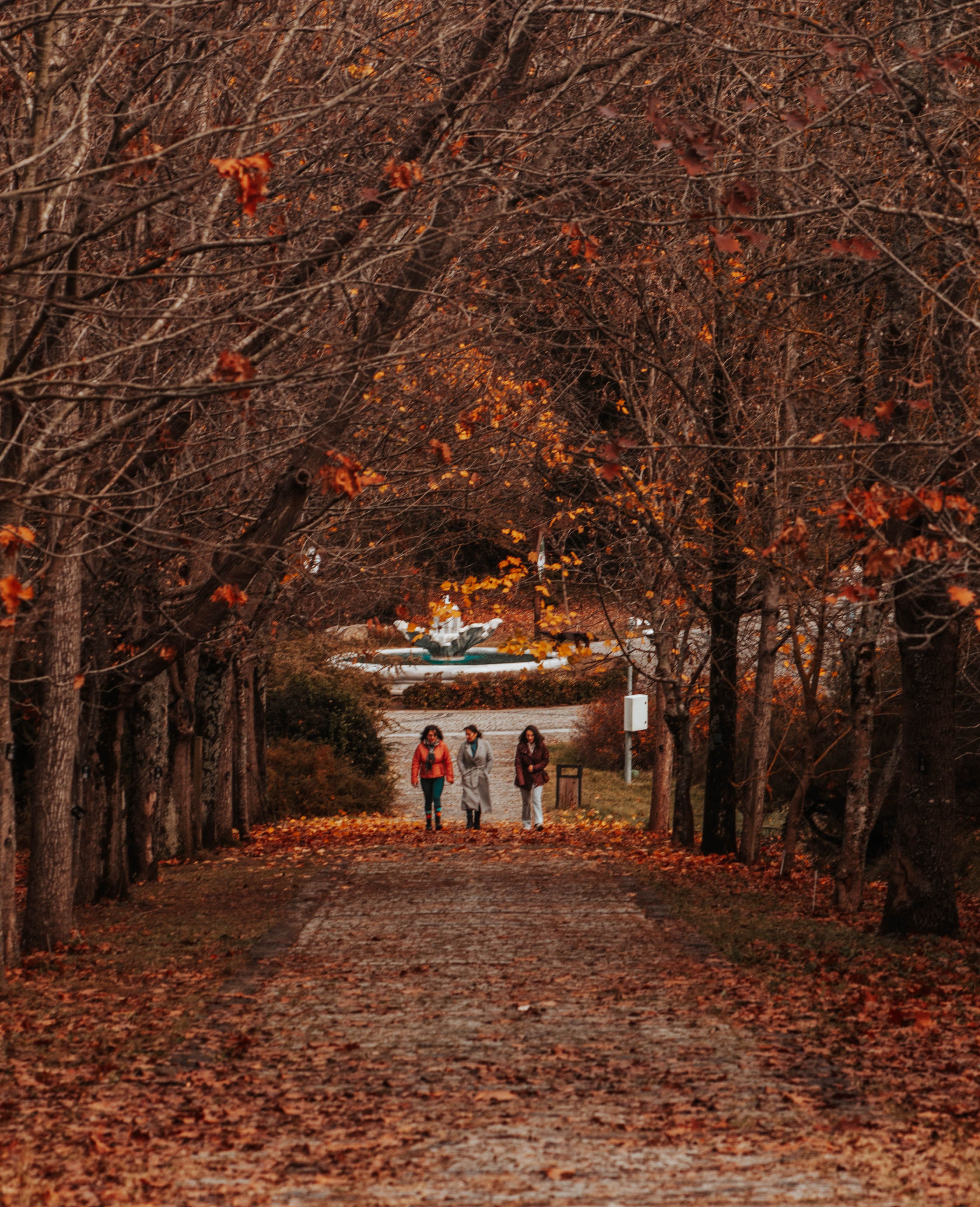 Autumn Walk in İstanbul Park with Friends · Free Stock Photo