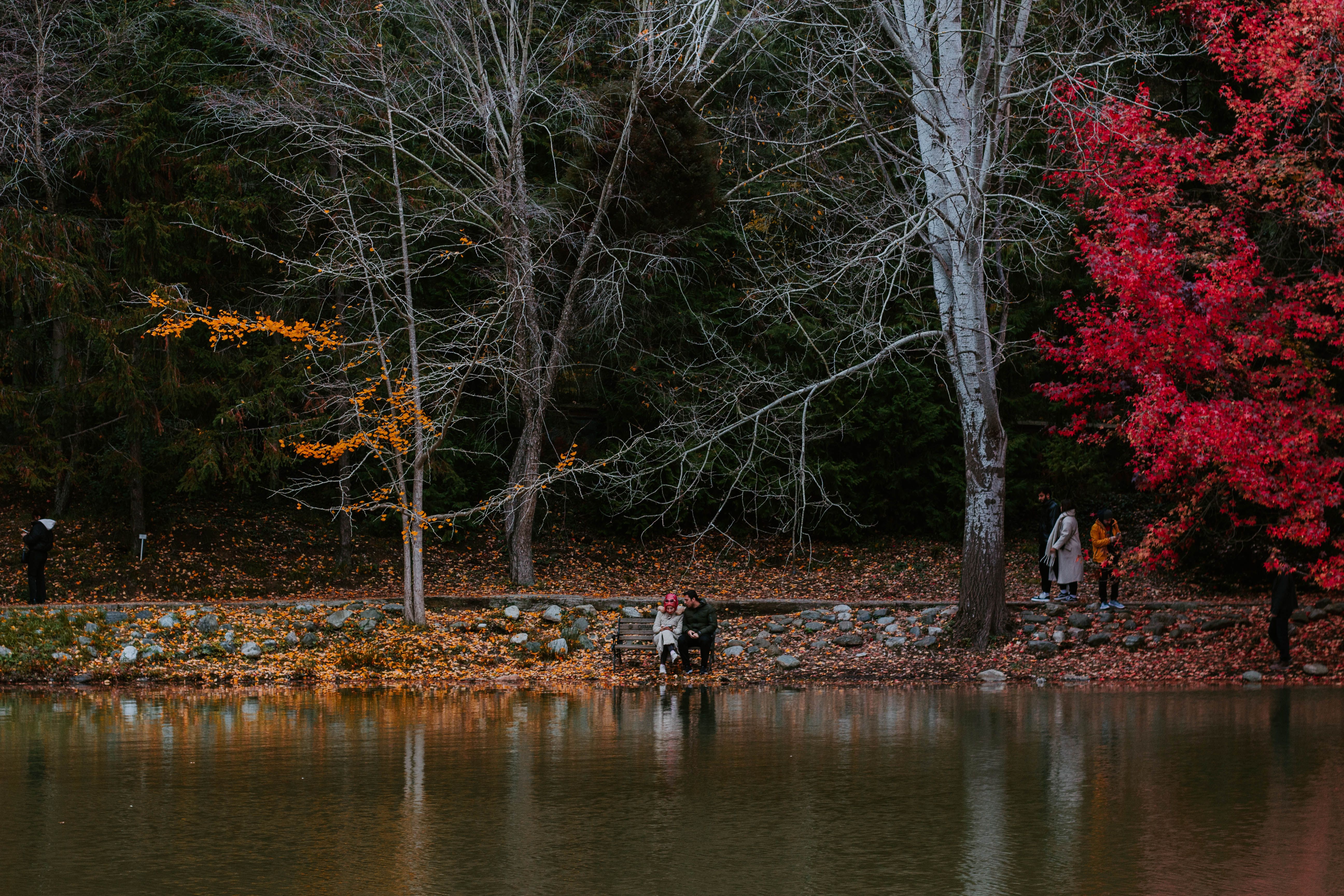 Autumn Scene in İstanbul's Park with Reflection · Free Stock Photo