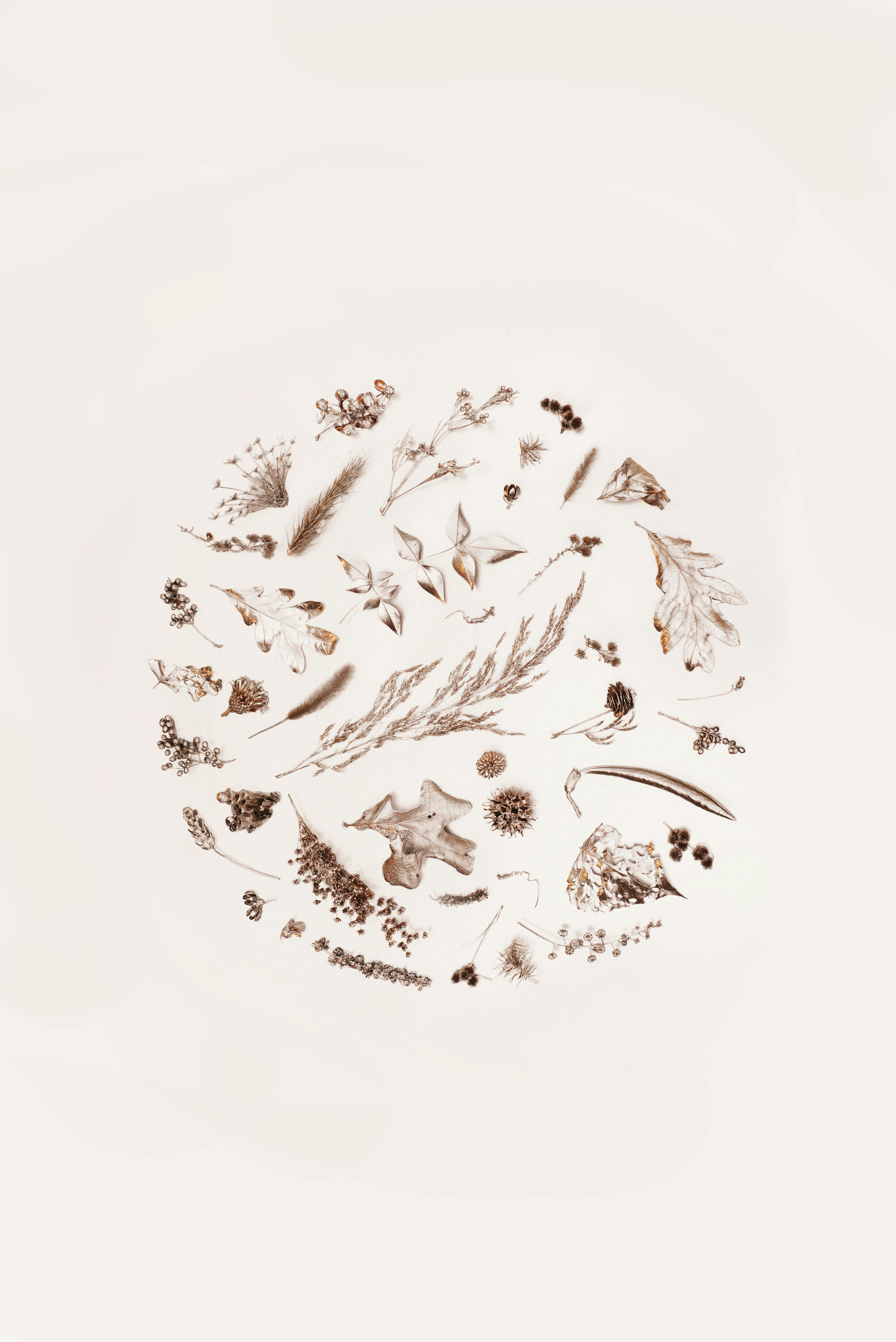 Artistic Display of Nature Elements in Circle · Free Stock Photo