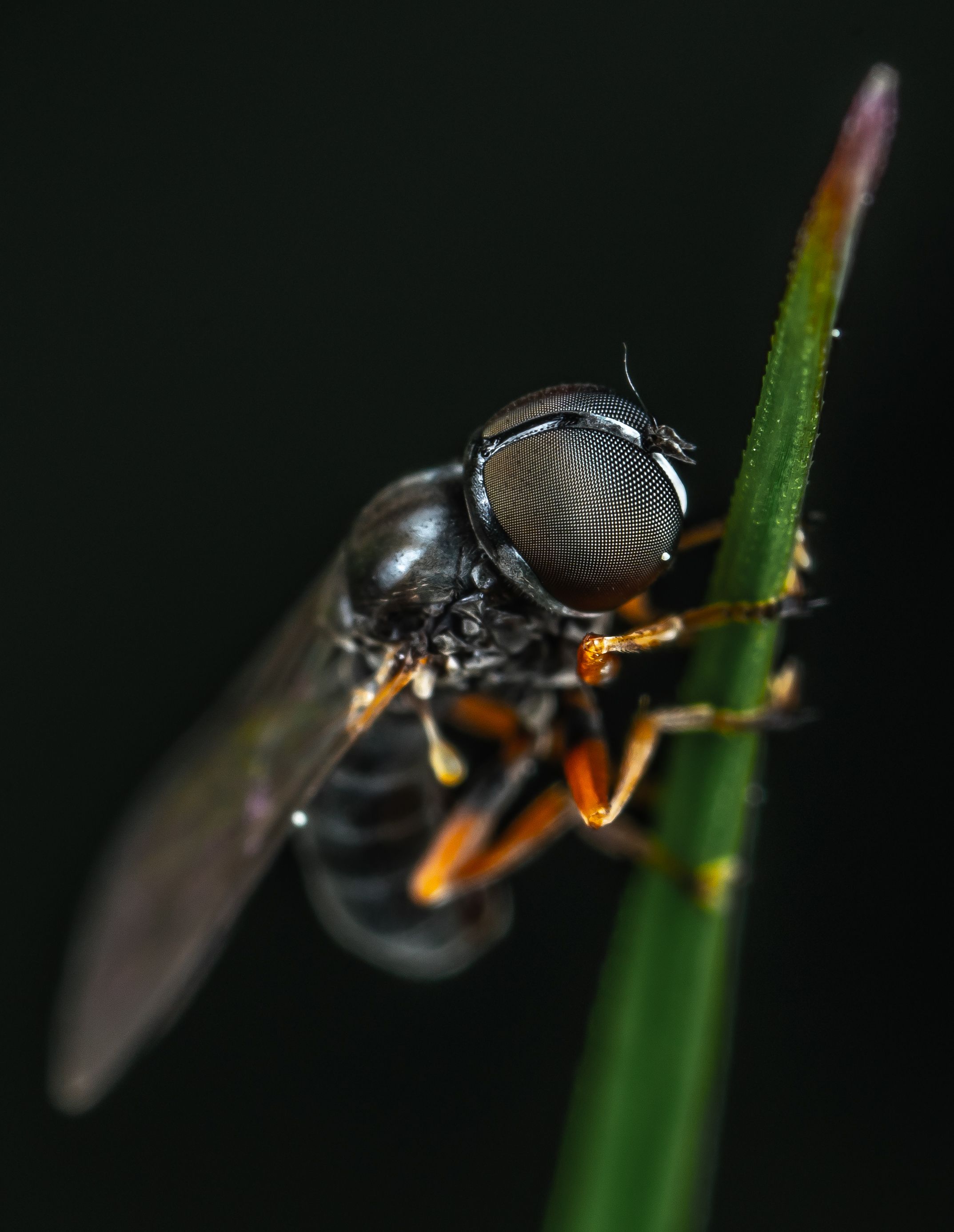 Macro Photography of Housefly · Free Stock Photo