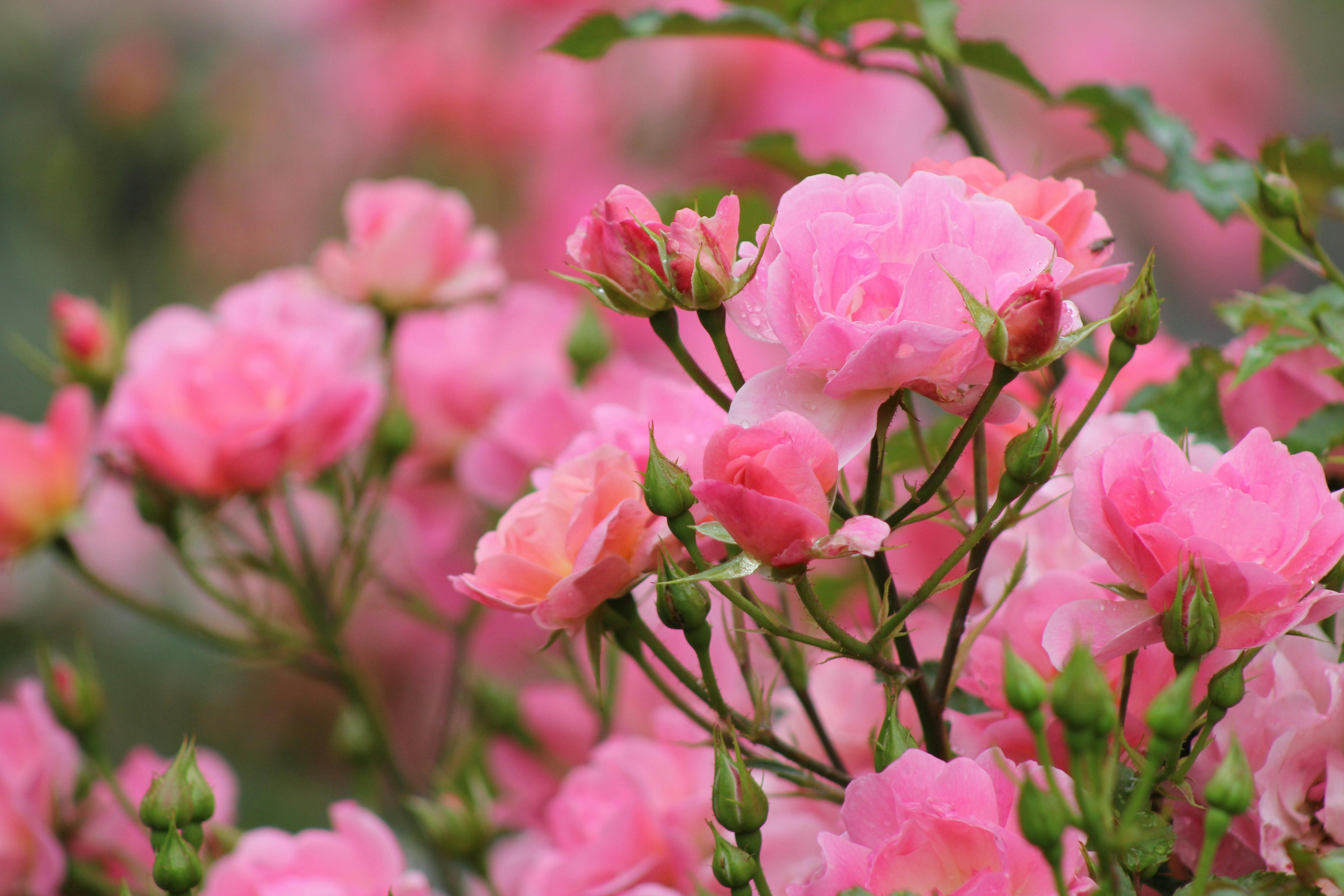 Vibrant Pink Roses in Bloom in Garden Setting · Free Stock Photo
