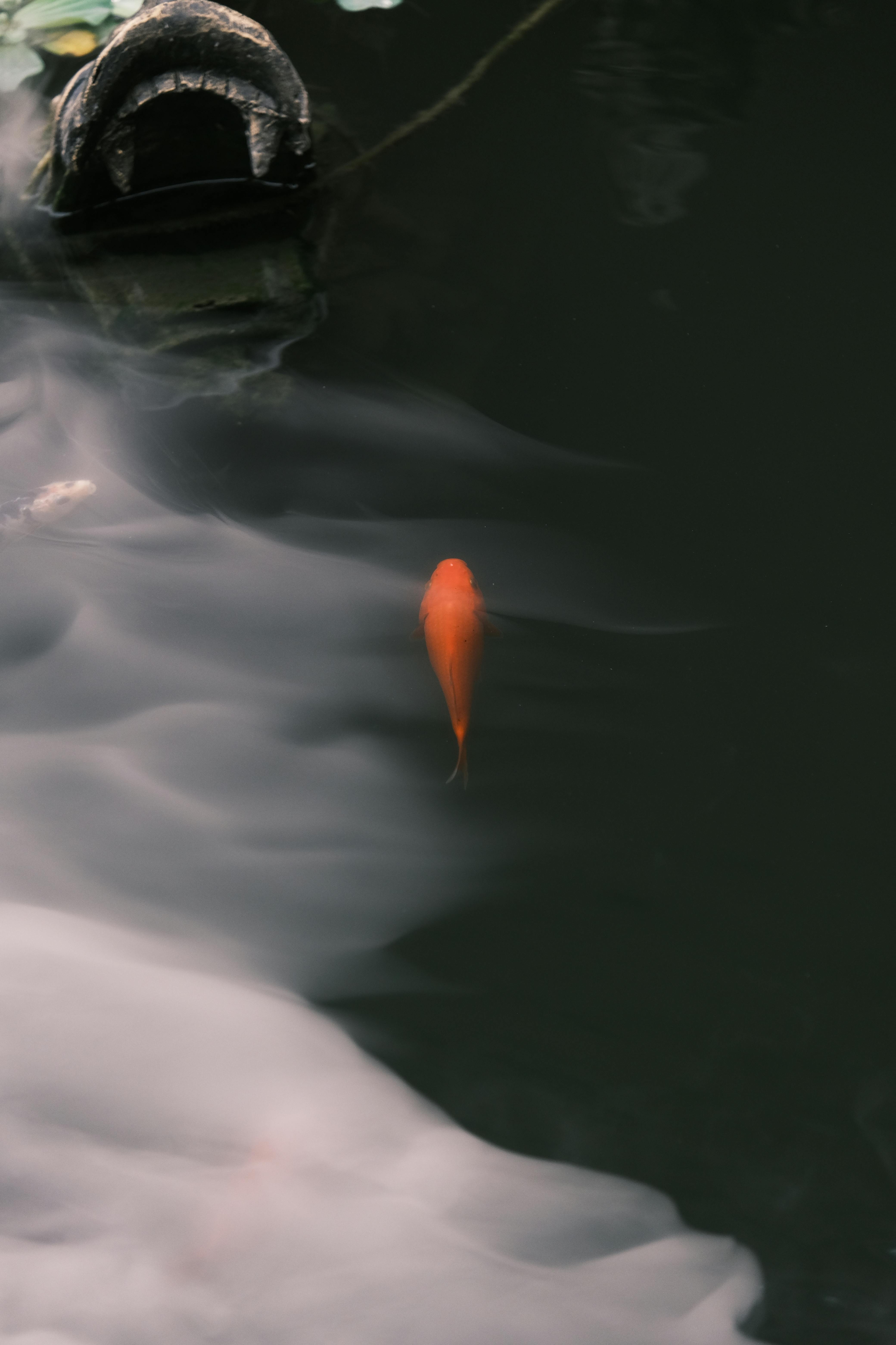 Serene Koi Fish in Tranquil Pond Waters · Free Stock Photo