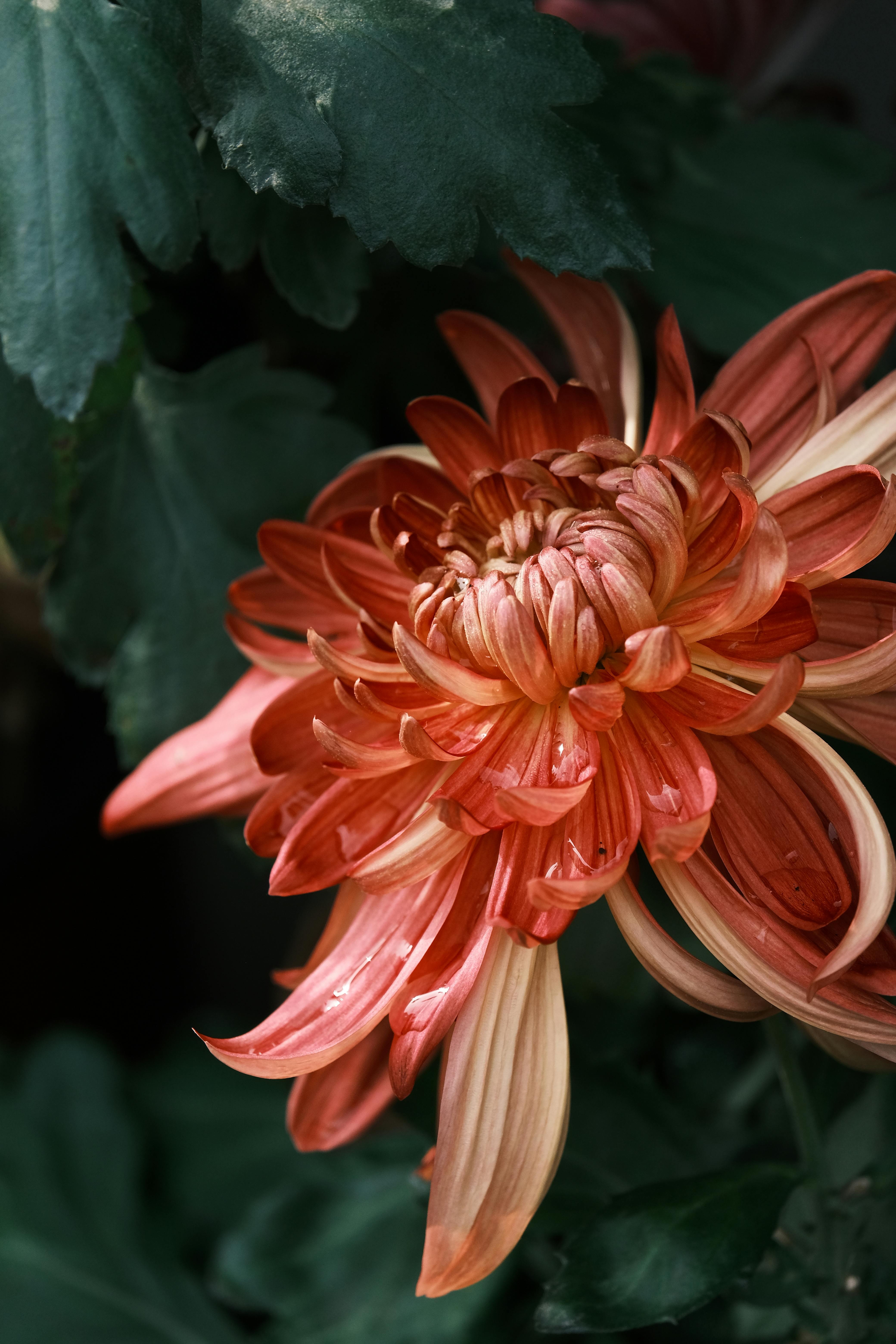 Non Trademarked Ornamental Photos, Download The BEST Free Non ...