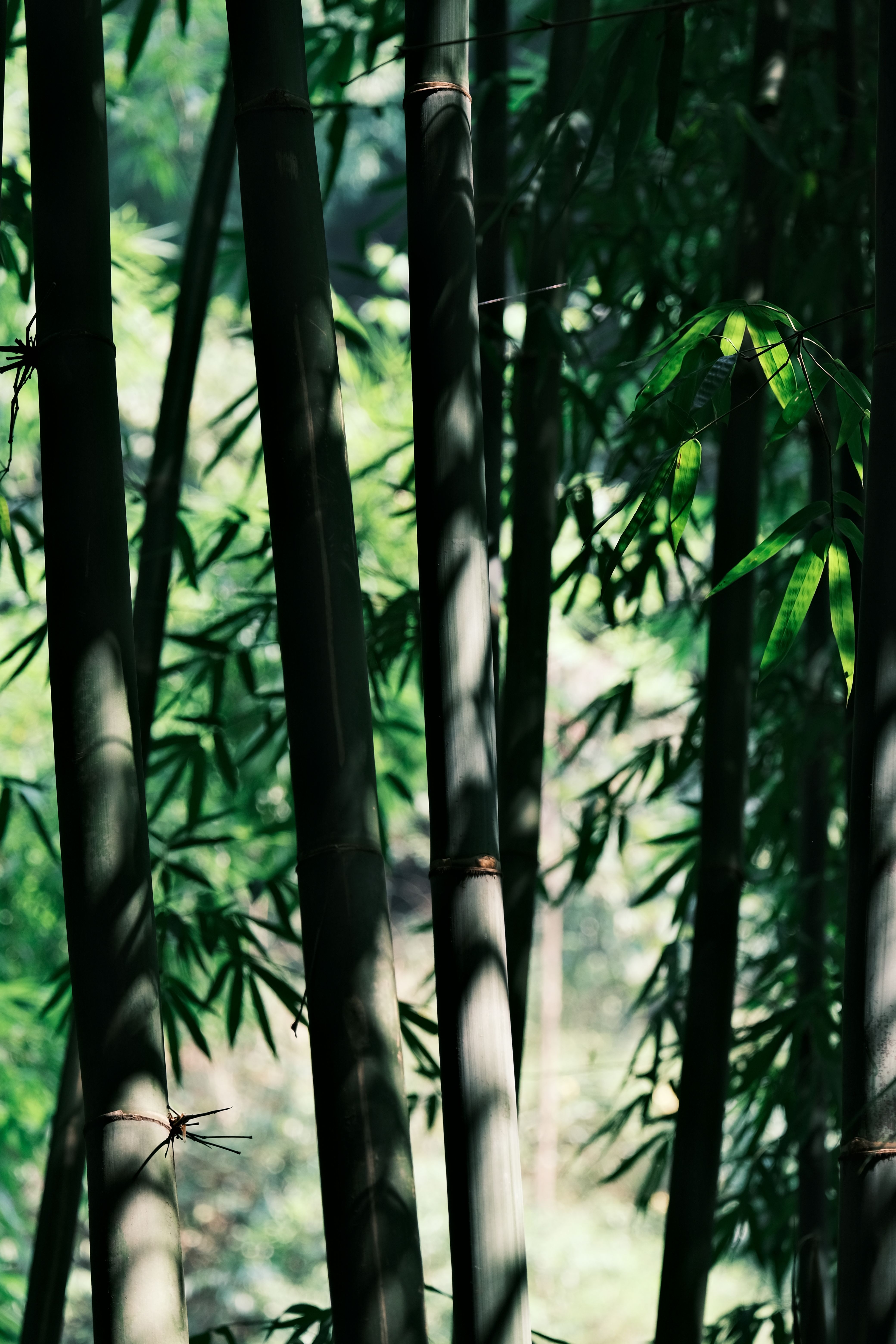 Bamboo Grass · Free Stock Photo