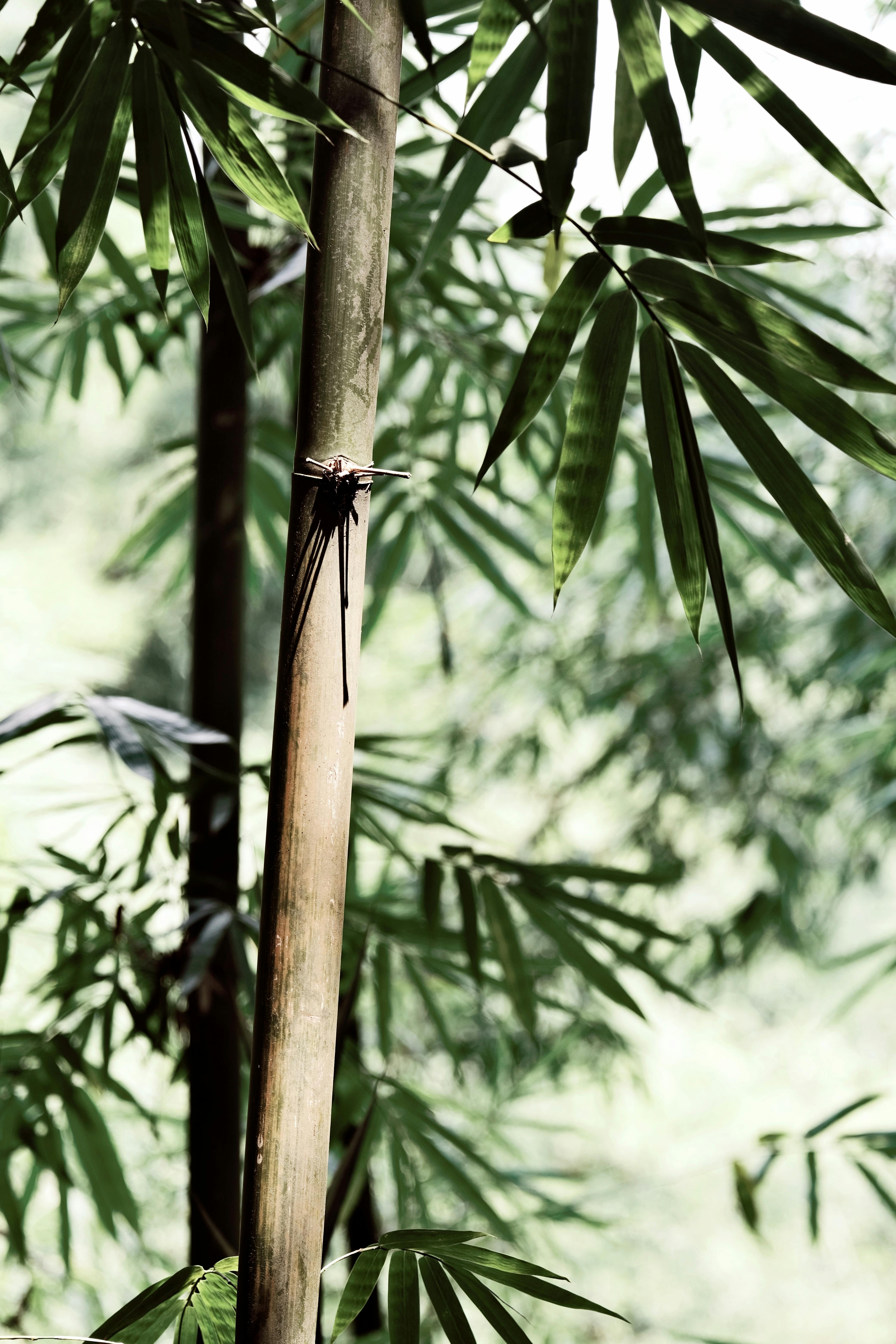 Hutan Bambu Yang Damai Dengan Tanaman Hijau Yang Rimbun · Foto Stok Gratis