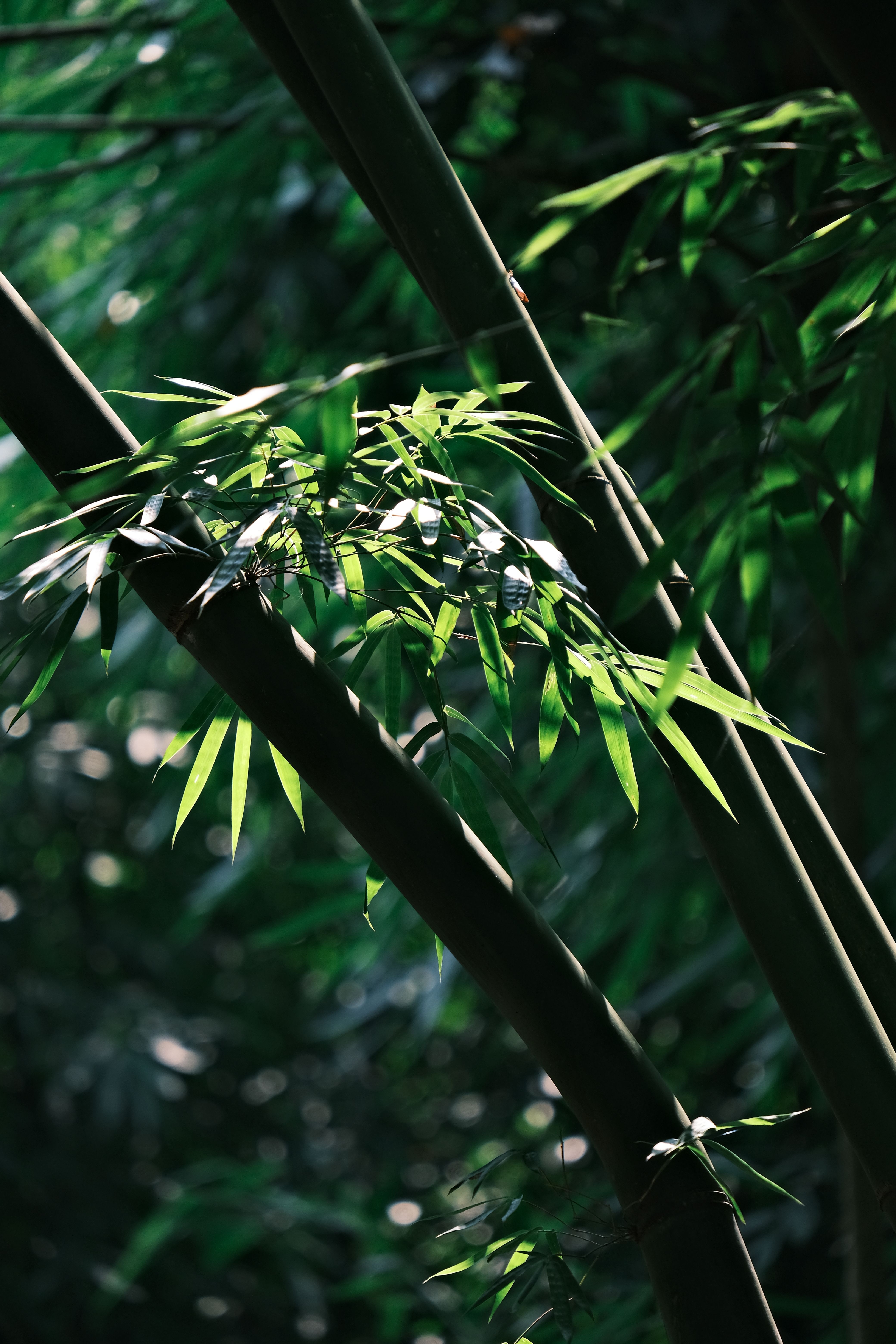 Lush Bamboo Grove in Natural Light · Free Stock Photo