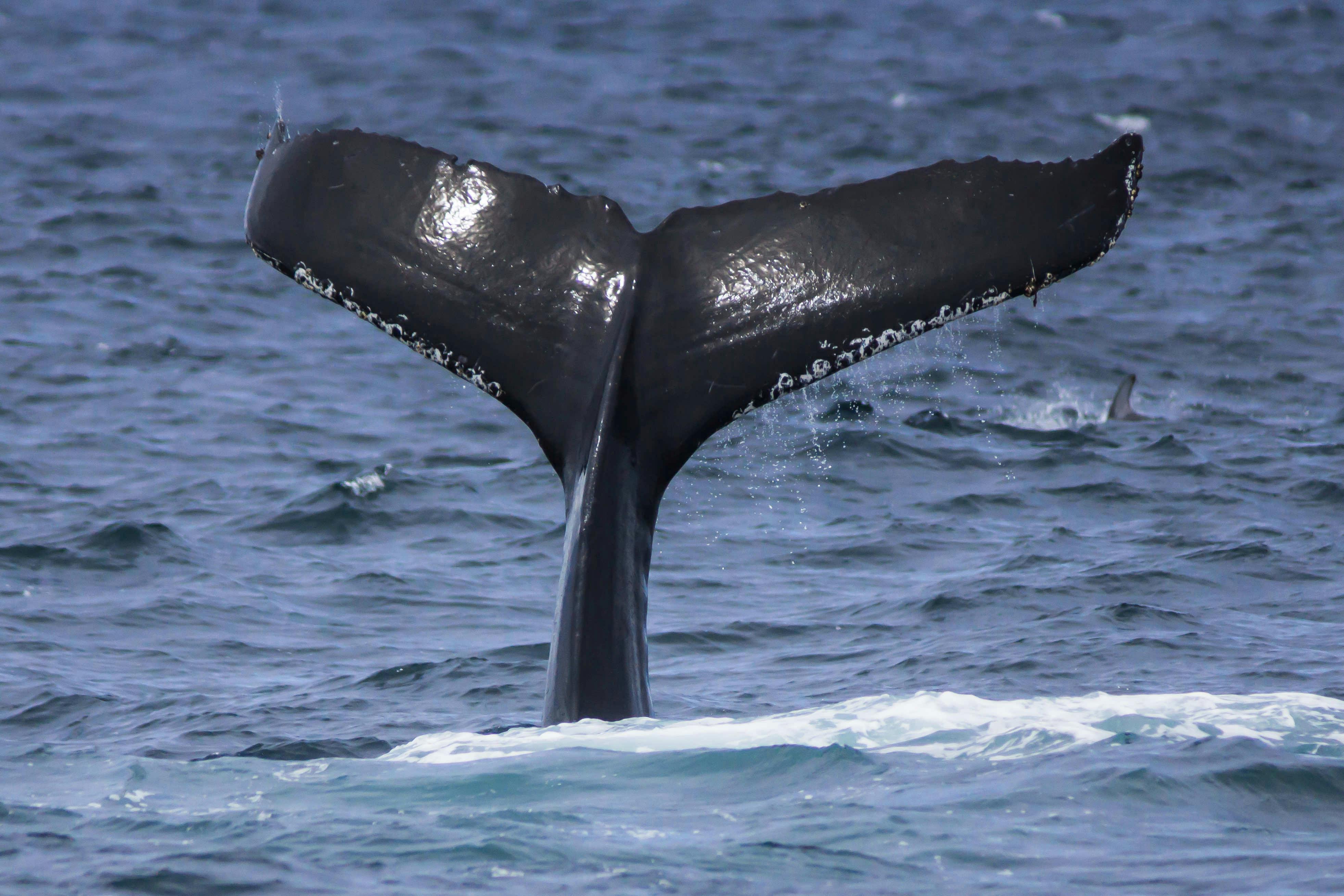 Pixel Smith - 사진