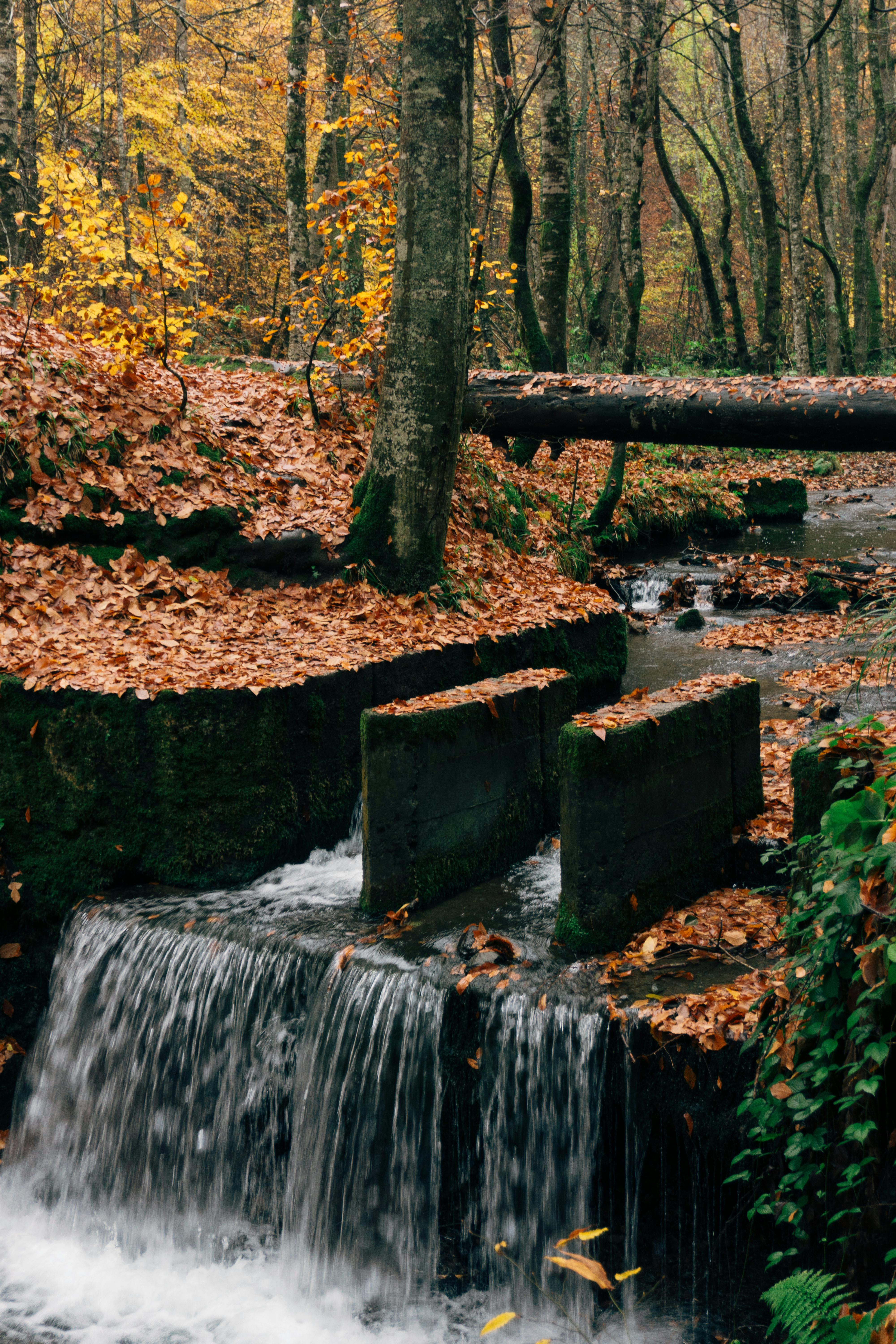 Serene Autumn Forest Stream with Waterfall · Free Stock Photo
