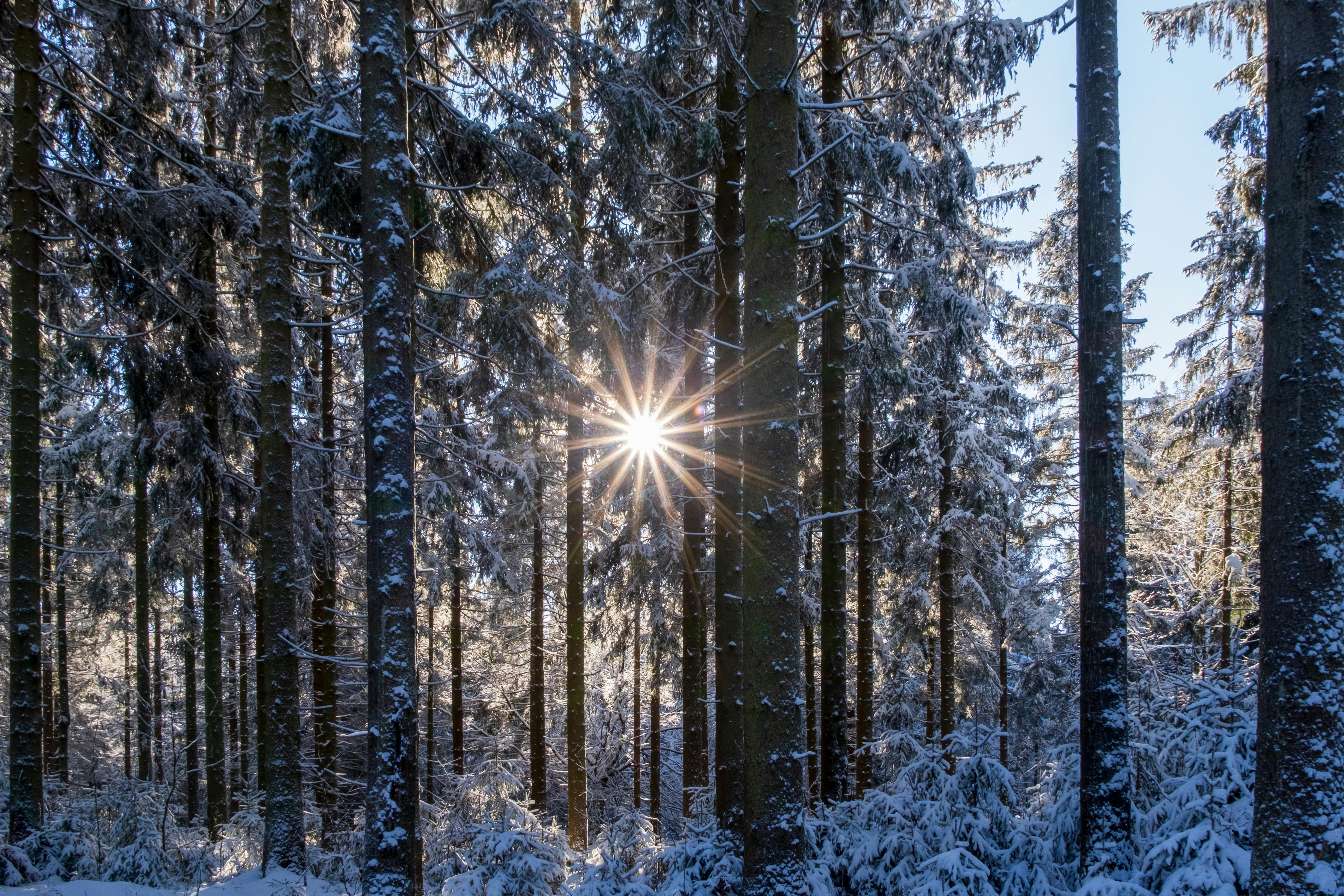 Sunlight Through Snowy Winter Forest Trees · Free Stock Photo