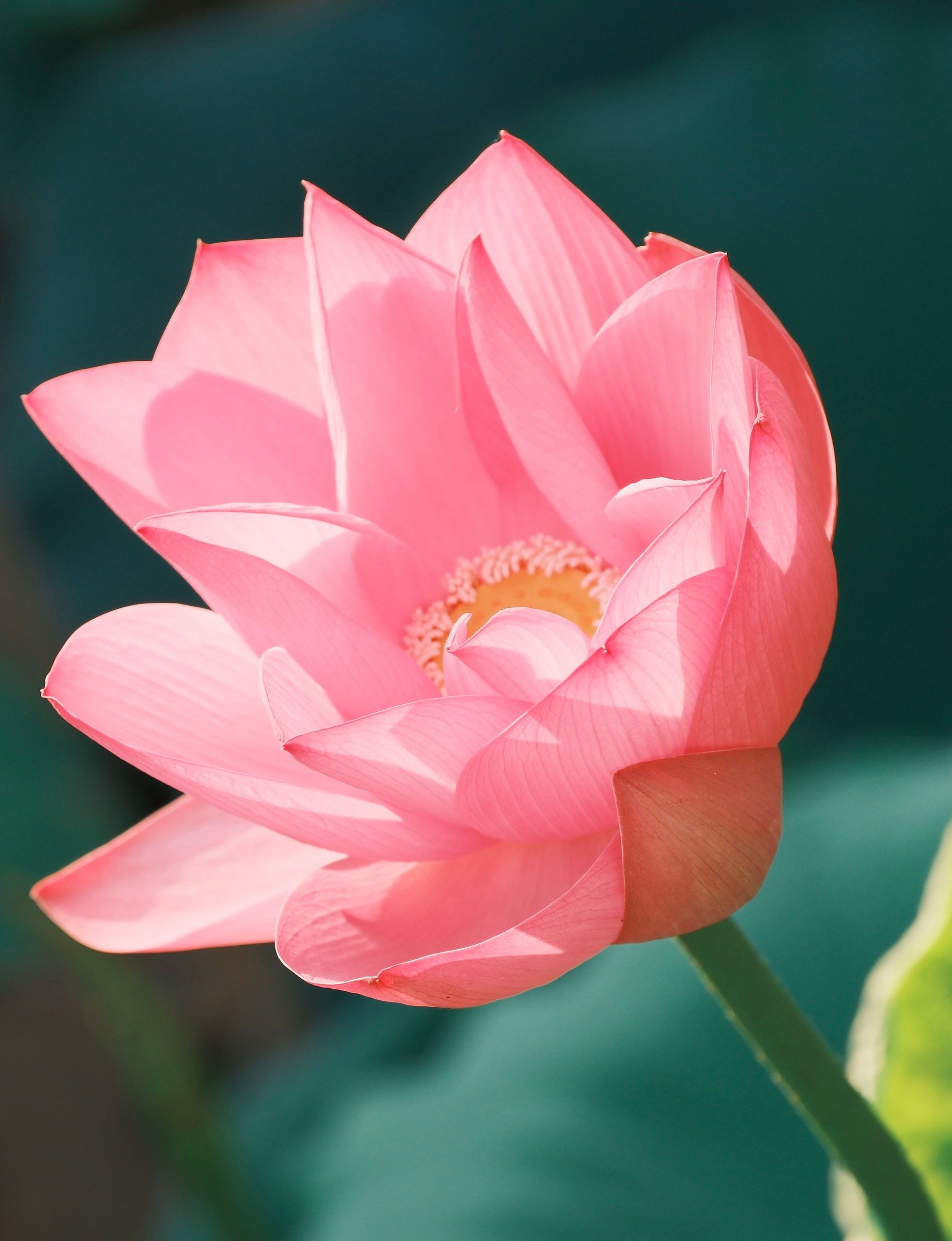 Vibrant Pink Lotus Flower in Bloom Close-Up · Free Stock Photo