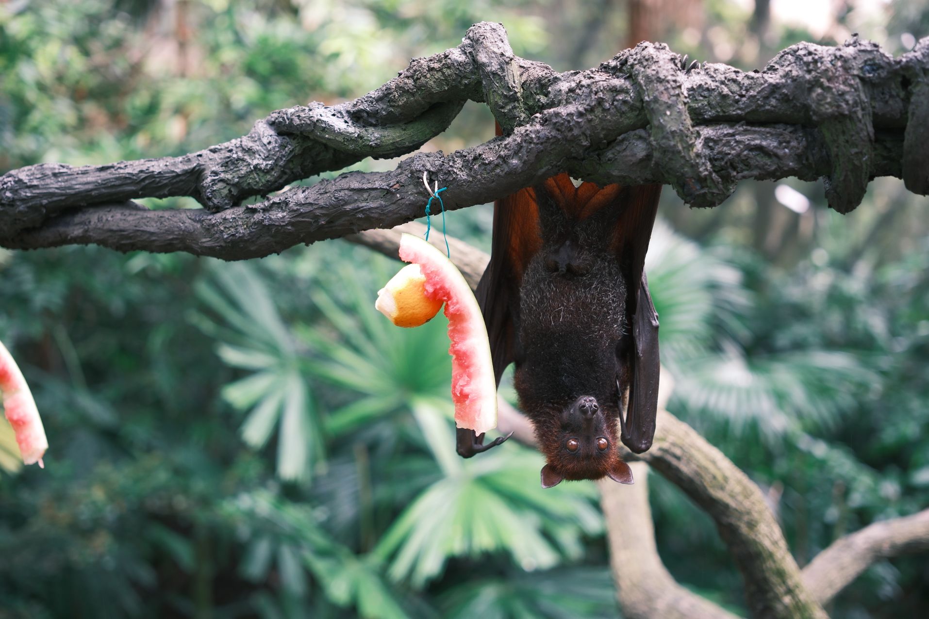 Malaysian Flying Fox: Key Facts and Importance