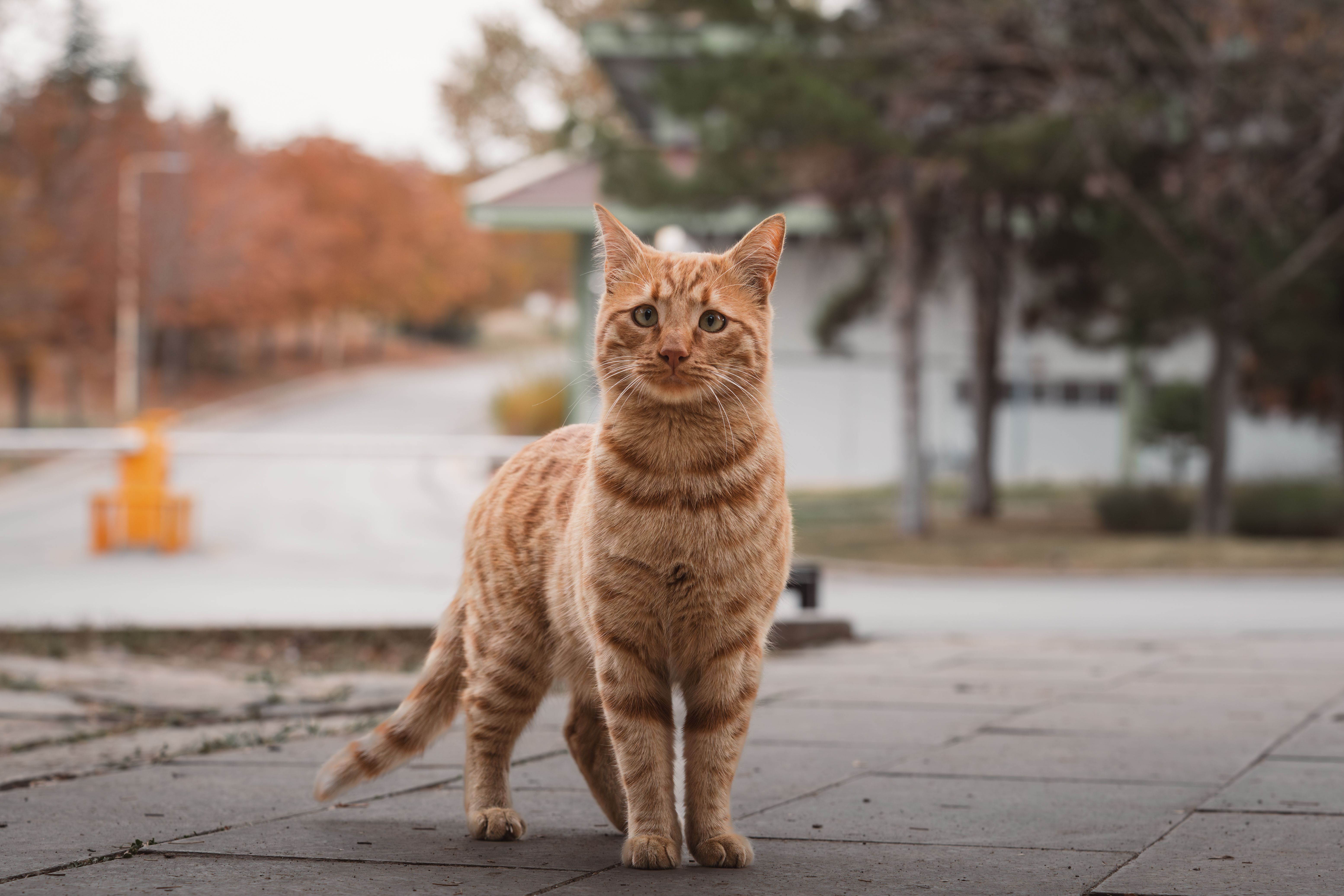 70.000+ Foto Kucing 4k Terbaik · Unduh Gratis 100% · Foto Stok Pexels