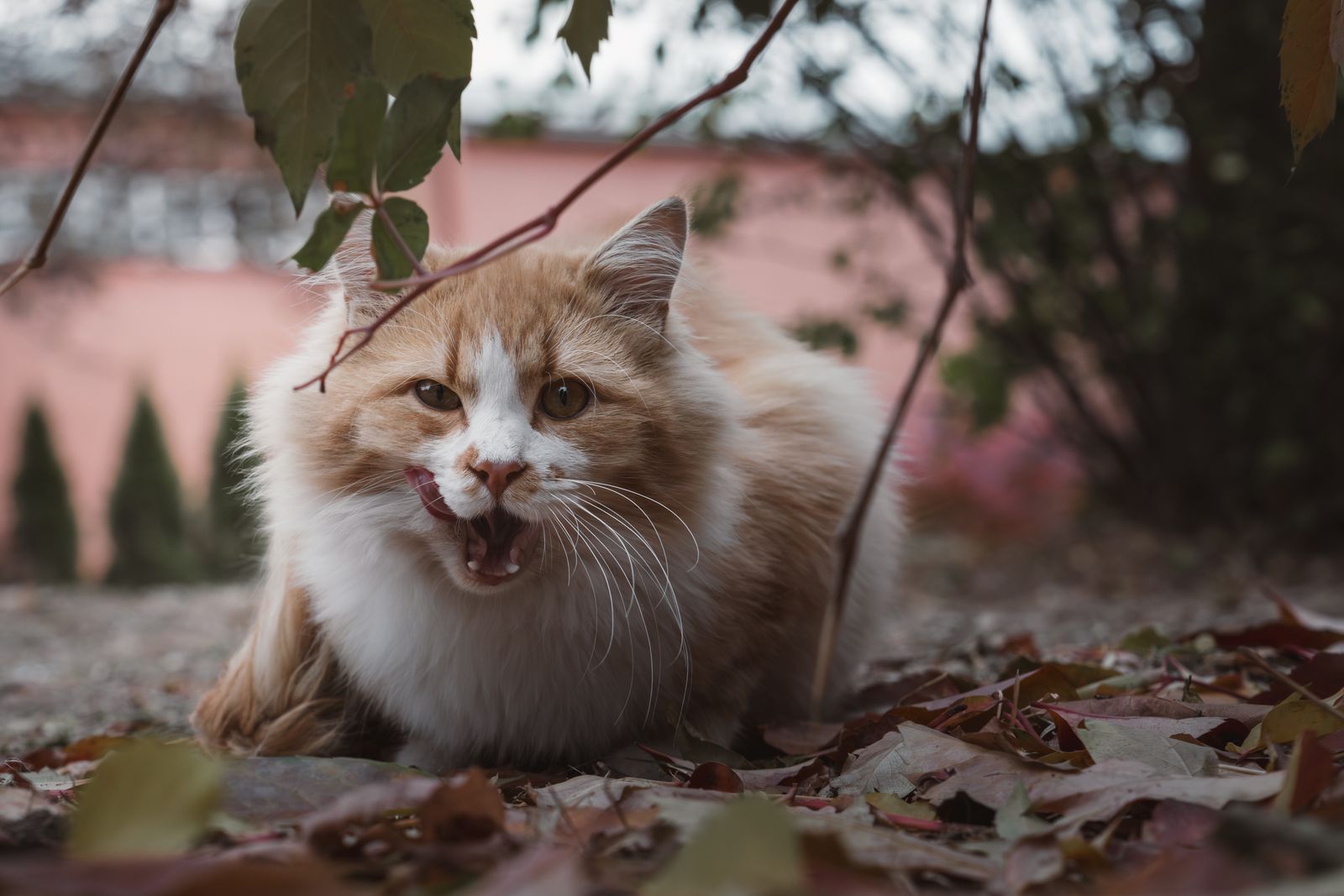 60.000+ Foto Kucing 4k Terbaik · Unduh Gratis 100% · Foto Stok Pexels