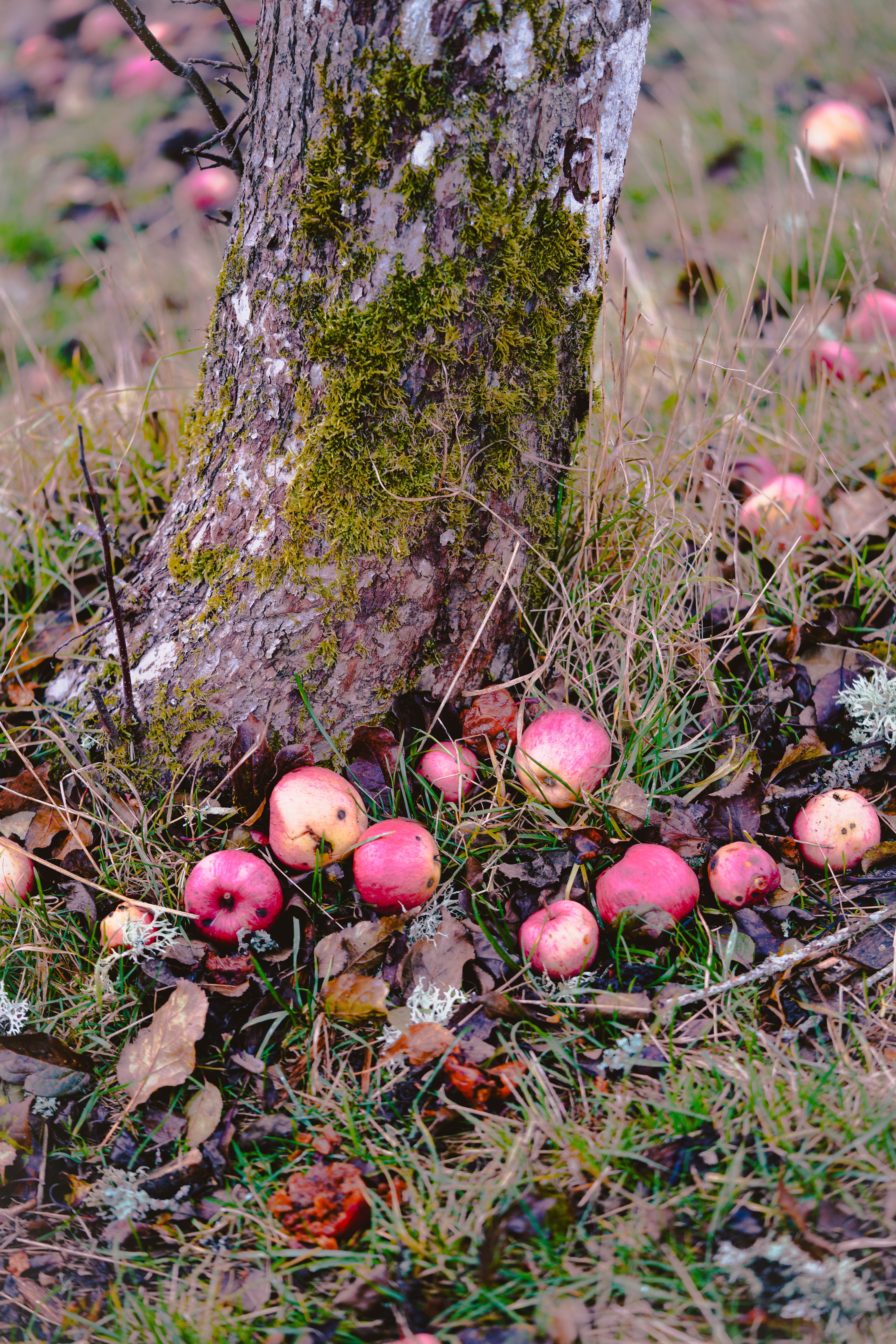 Autumn Apples Scattered Under Old Tree Trunk · Free Stock Photo