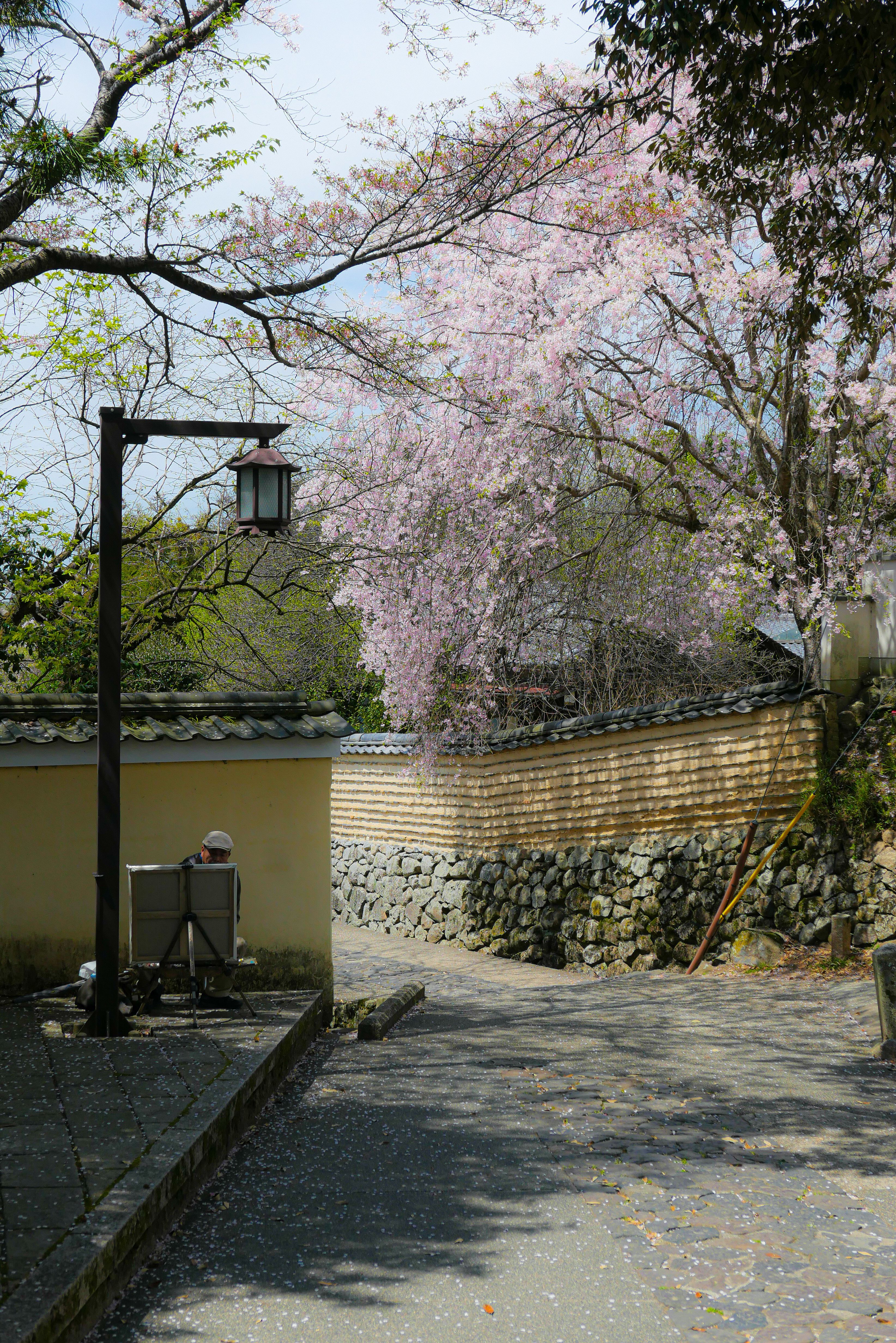 Scenic Cherry Blossom Pathway in Historic Nara · Free Stock Photo