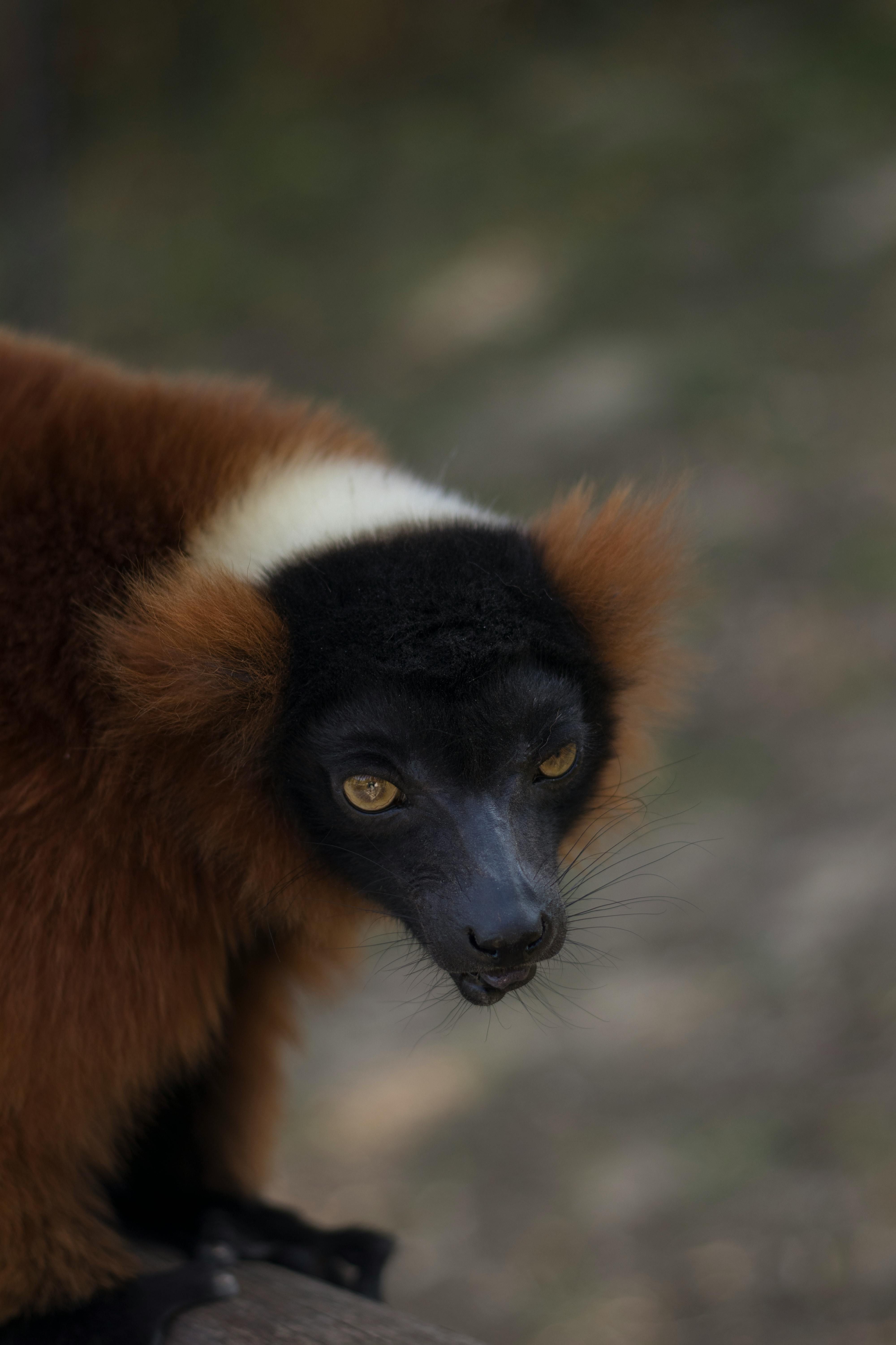 Close-up of a Red Ruffed Lemur in Natural Habitat · Free Stock Photo