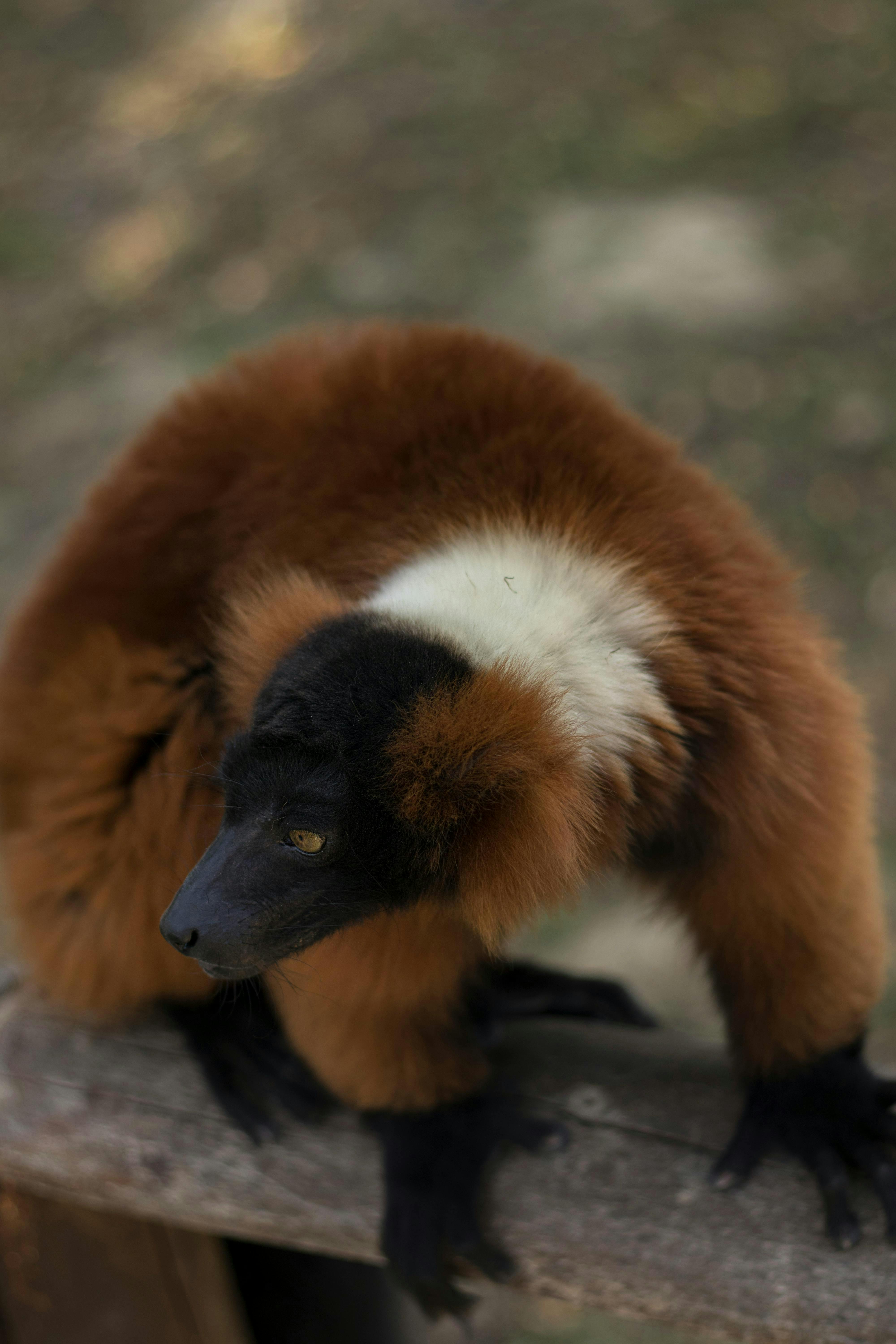 Portrait D'un Lémurien à Queue Rouge Sur Un Perchoir En Bois · Photo ...